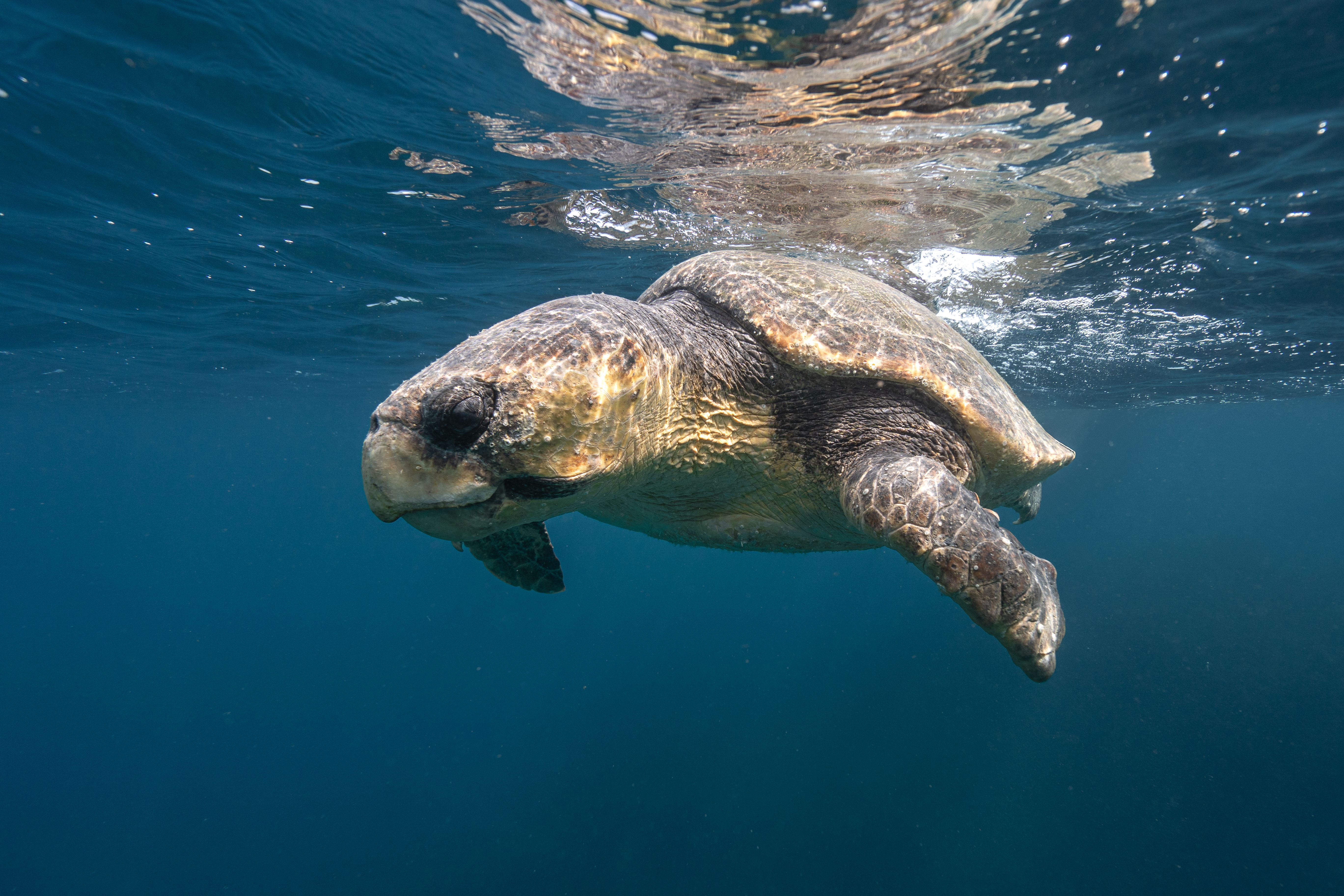 Loggerhead Sea Turtle Swimming Underwater in Australia · Free Stock Photo