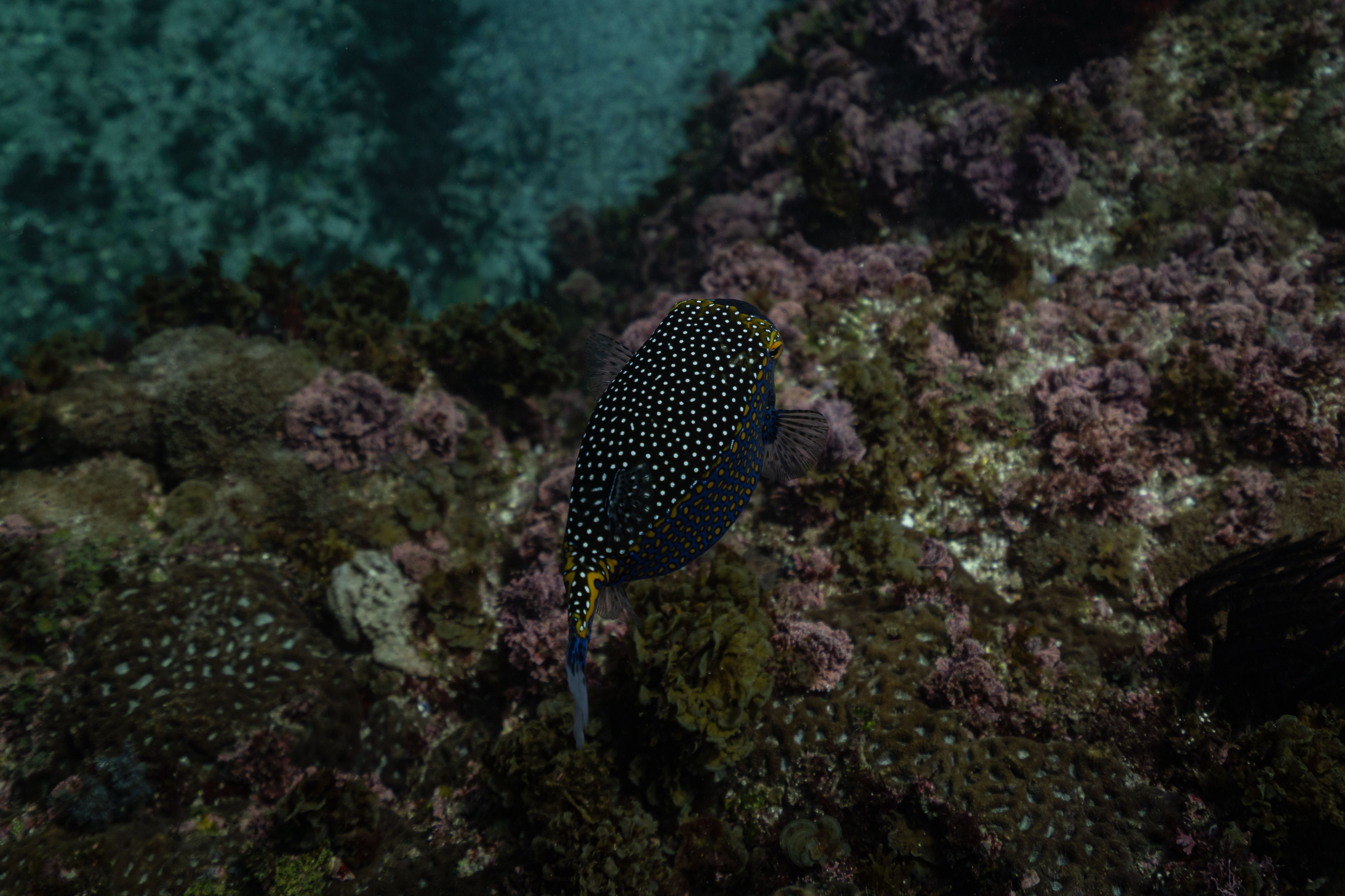 Vibrant Coral Reef with Spotted Triggerfish · Free Stock Photo