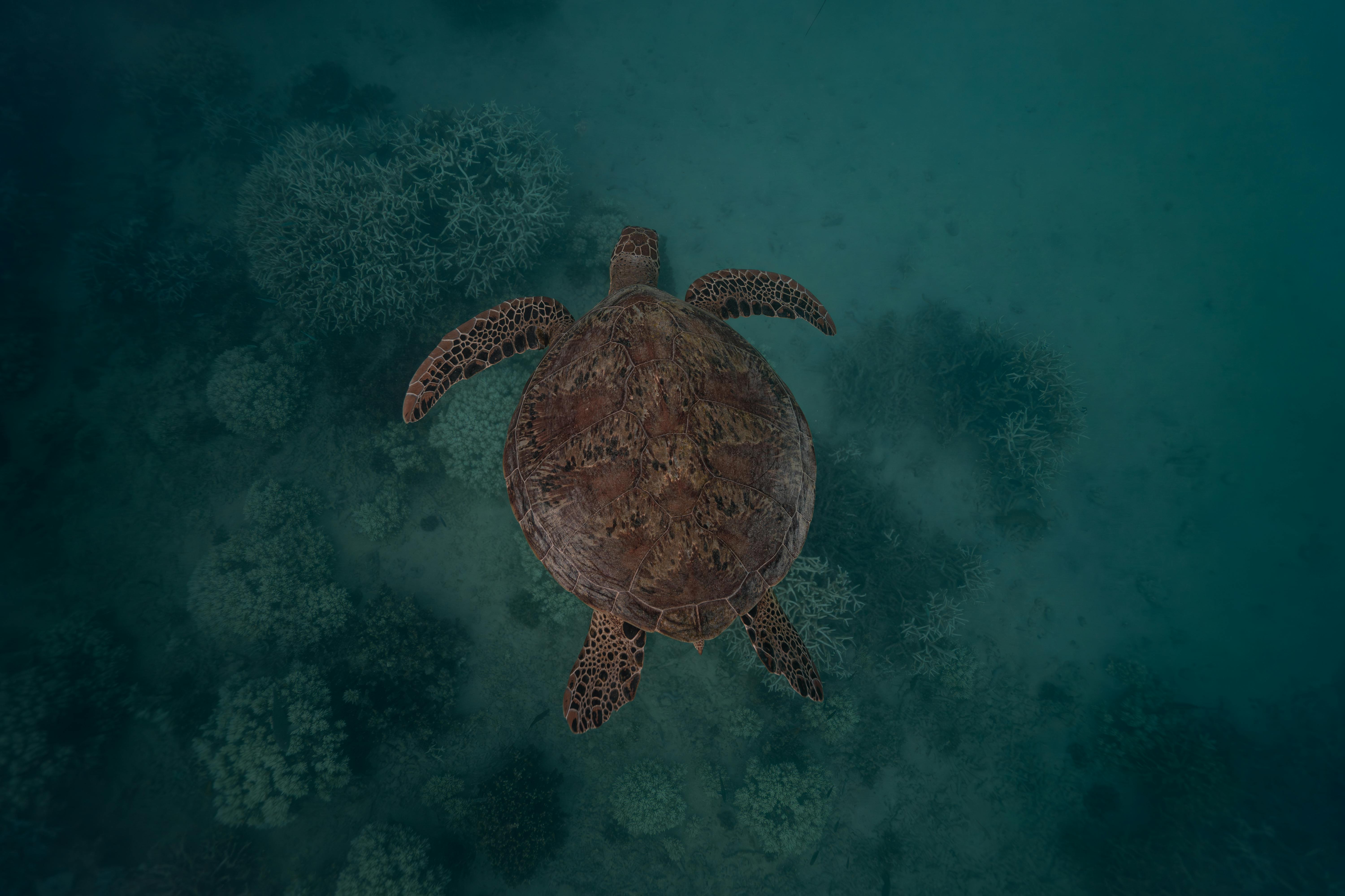 Kinosternidae: Easy Guide to American Mud and Musk Turtles