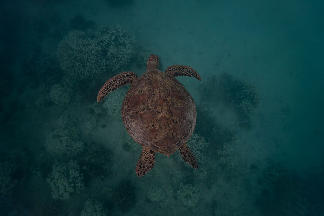 Sea Turtle Organizations Work to Protect and Save Turtles