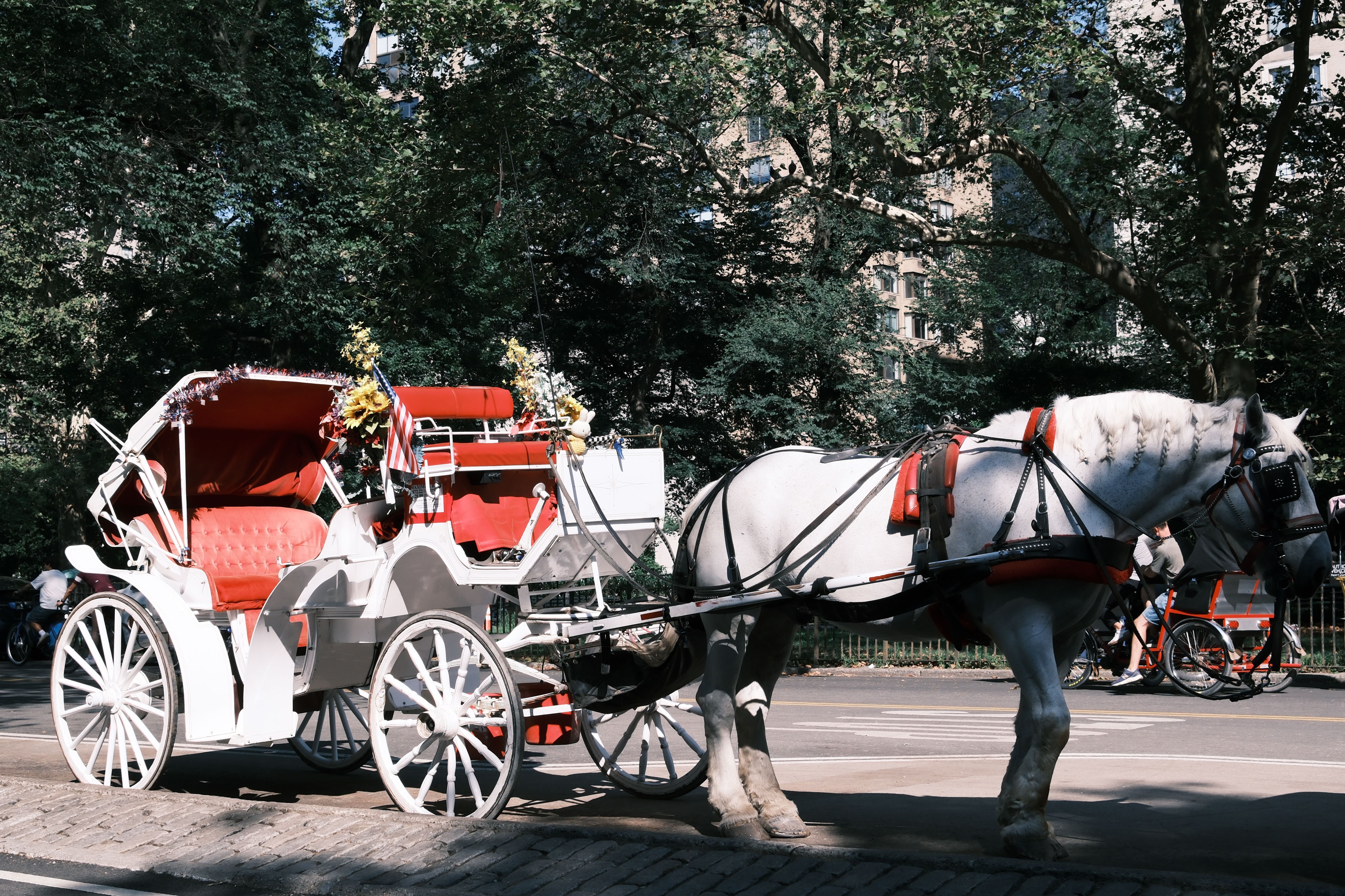 Monochrome Photo of Man in Carriage · Free Stock Photo