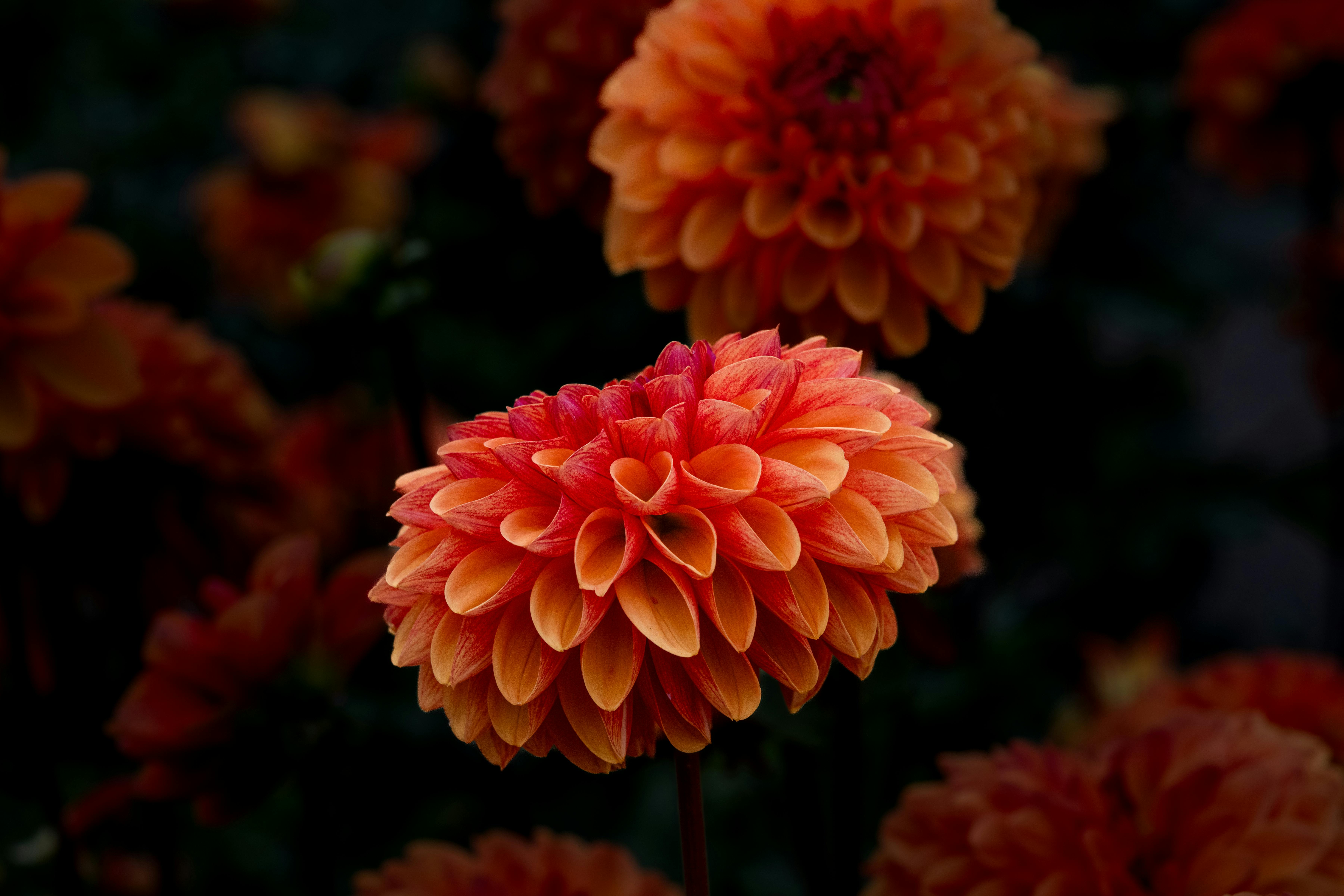 Flower Walpaper For Leotop Photos, Download The BEST Free Flower ...