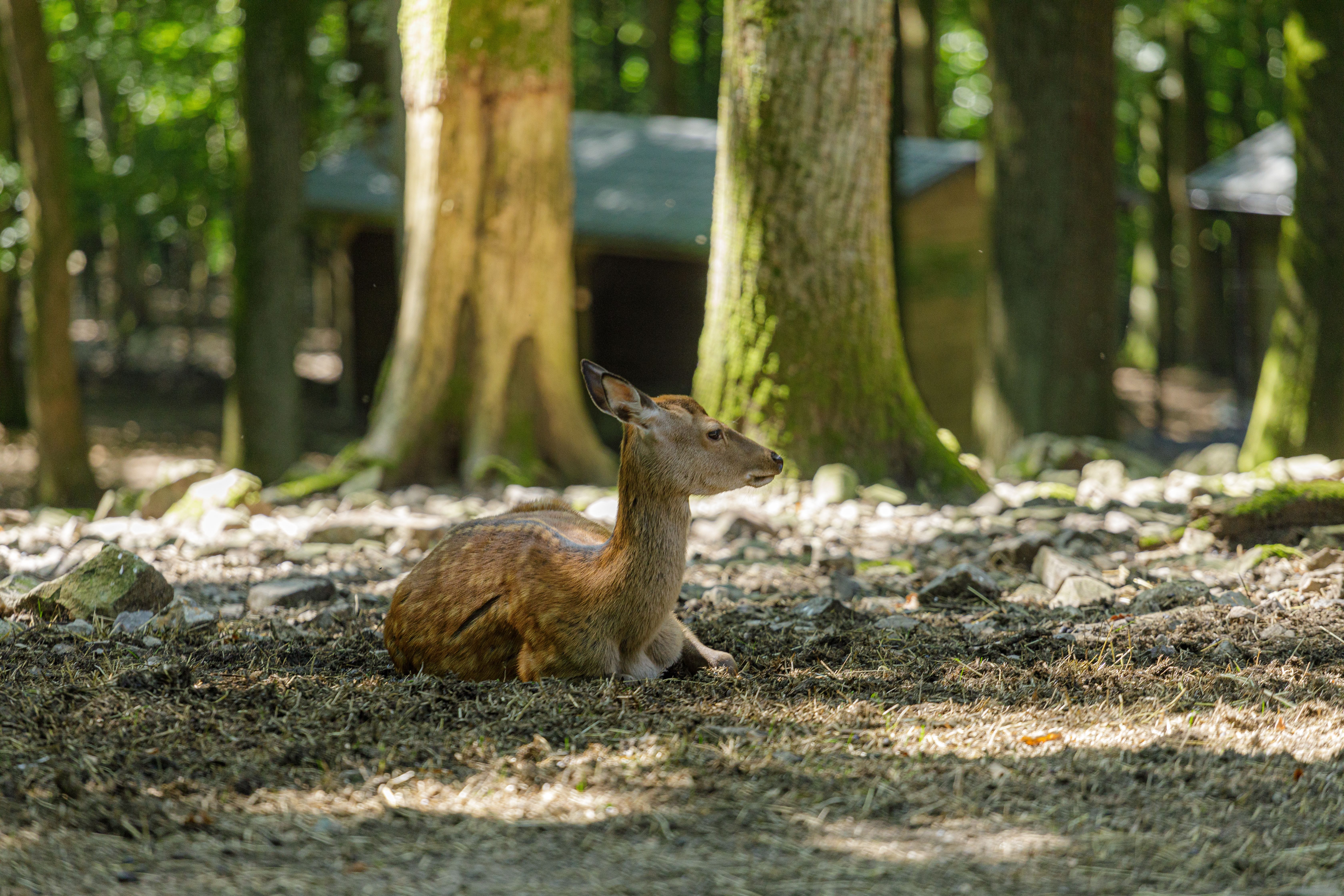 7.000+ beste Ardennen foto's · 100% gratis downloaden · Pexels-stockfoto's