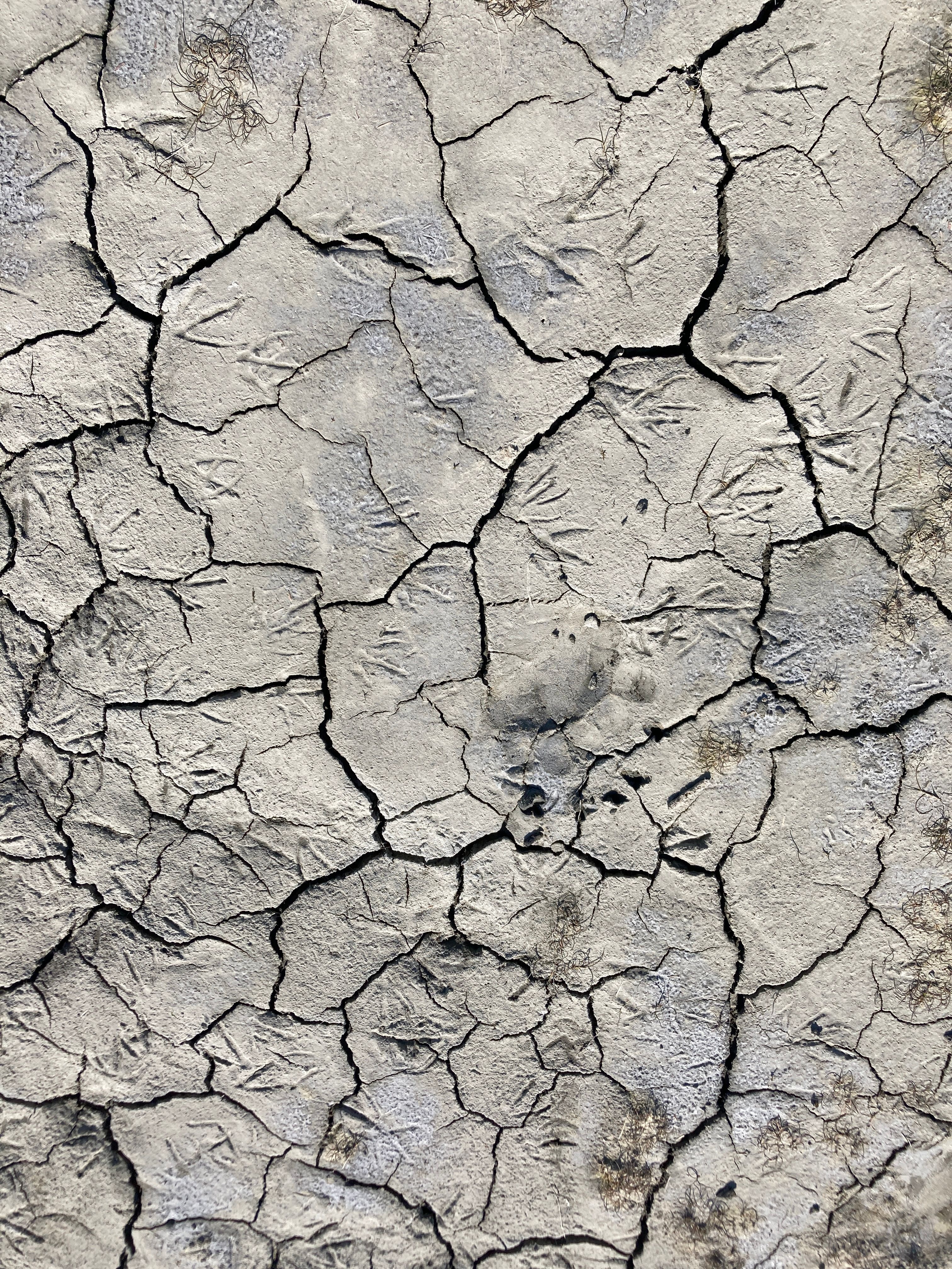 White dried and cracked ground texture with dry plants · Free Stock Photo