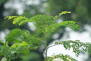 Moringa Tree Photos, Download The BEST Free Moringa Tree Stock Photos ...