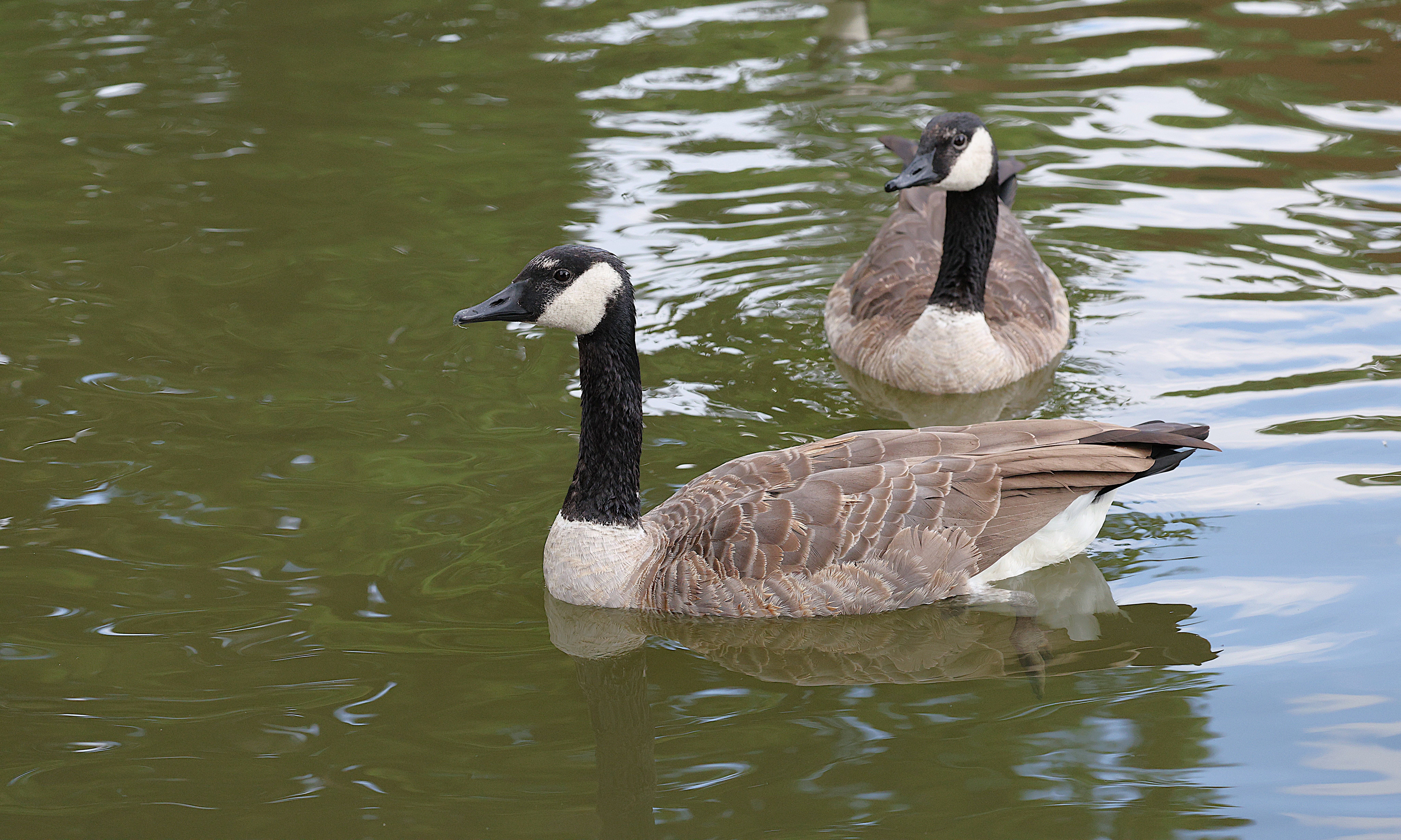 Canadian Geese Pair Swimming in a Pond · Free Stock Photo