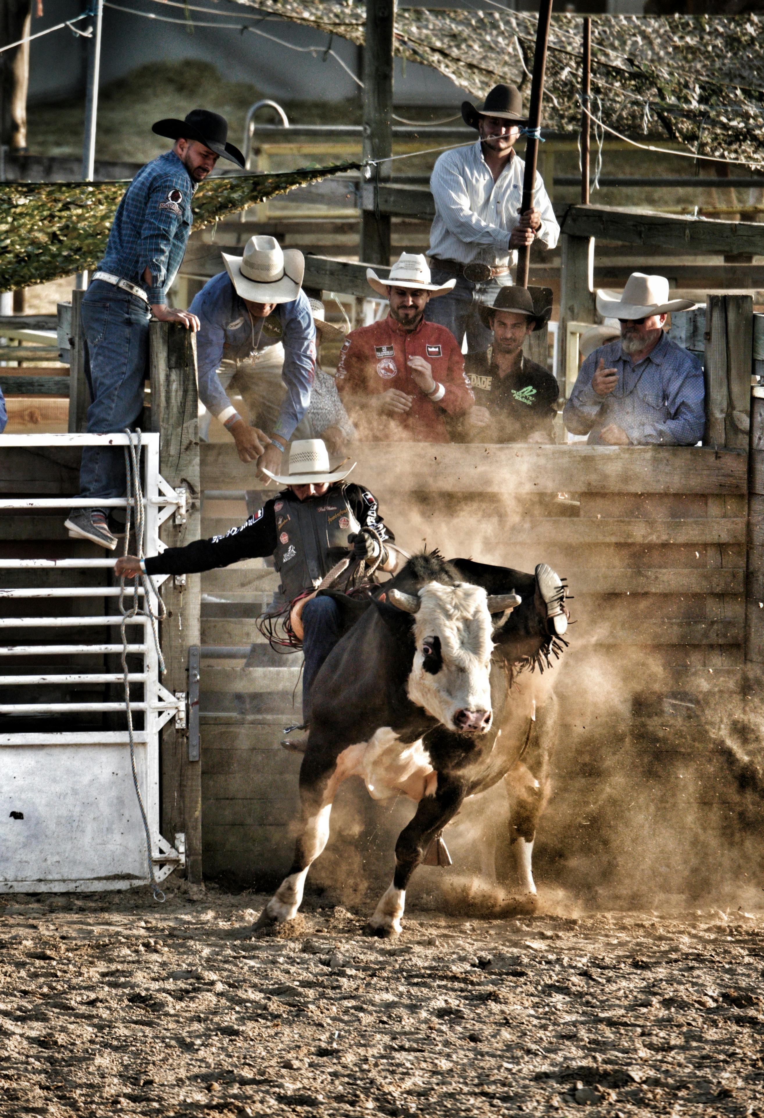 Free Exciting moment of a cowboy riding a bull at a rodeo event. Dust ...