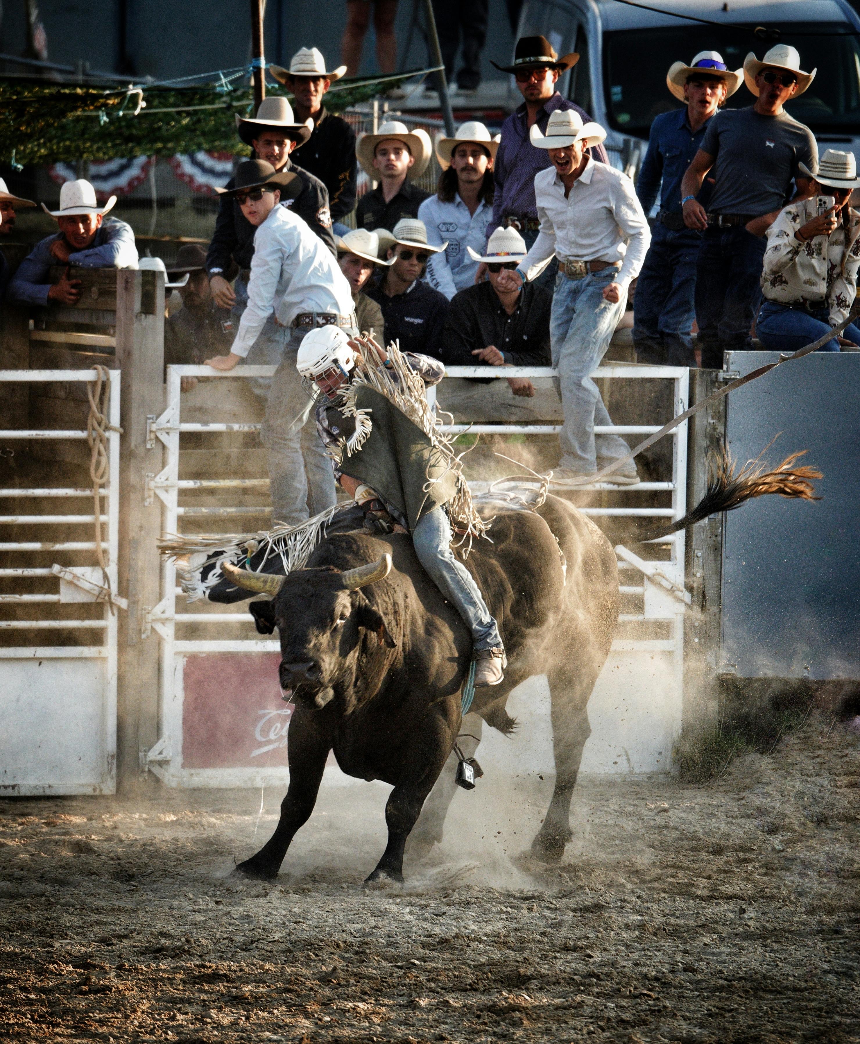 Free Dramatic moment of bull riding at a lively rodeo with engaged ...