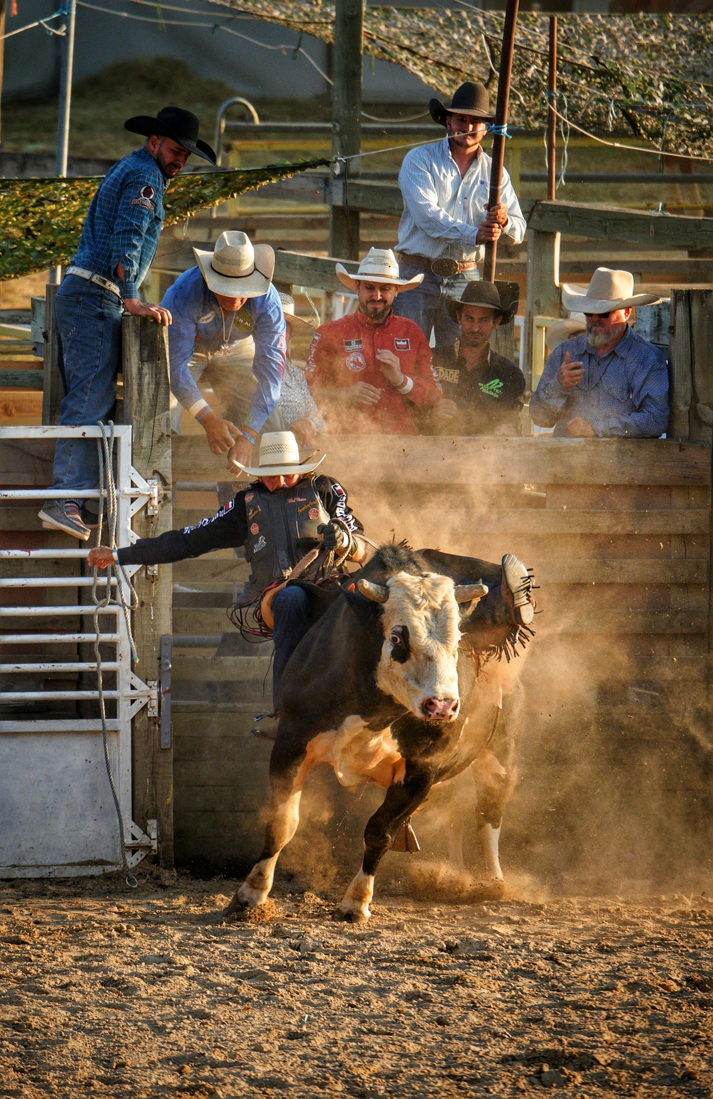Bull Riding Photos, Download The BEST Free Bull Riding Stock Photos ...