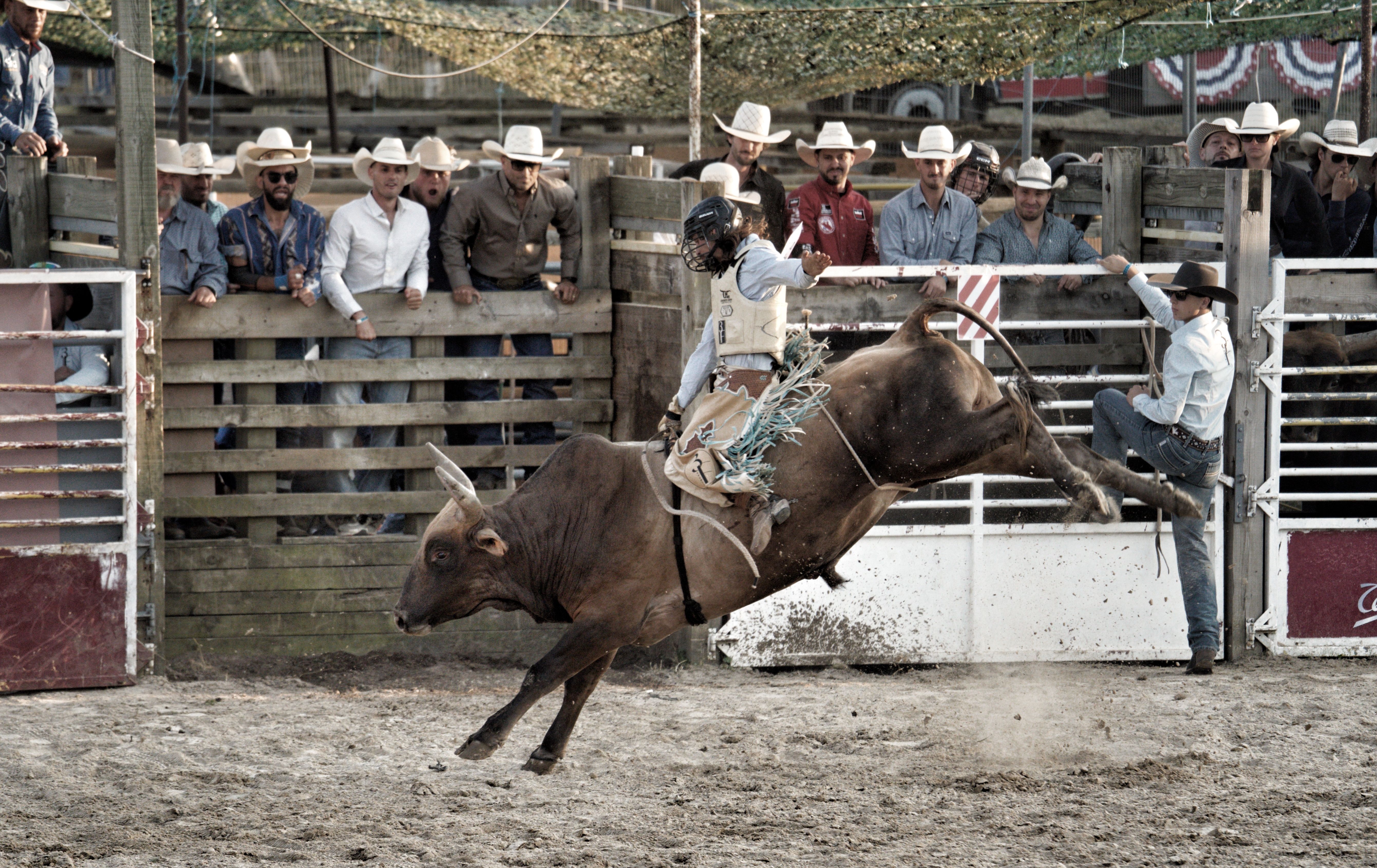 Free Rodeo bull rider in action during a thrilling outdoor event with ...