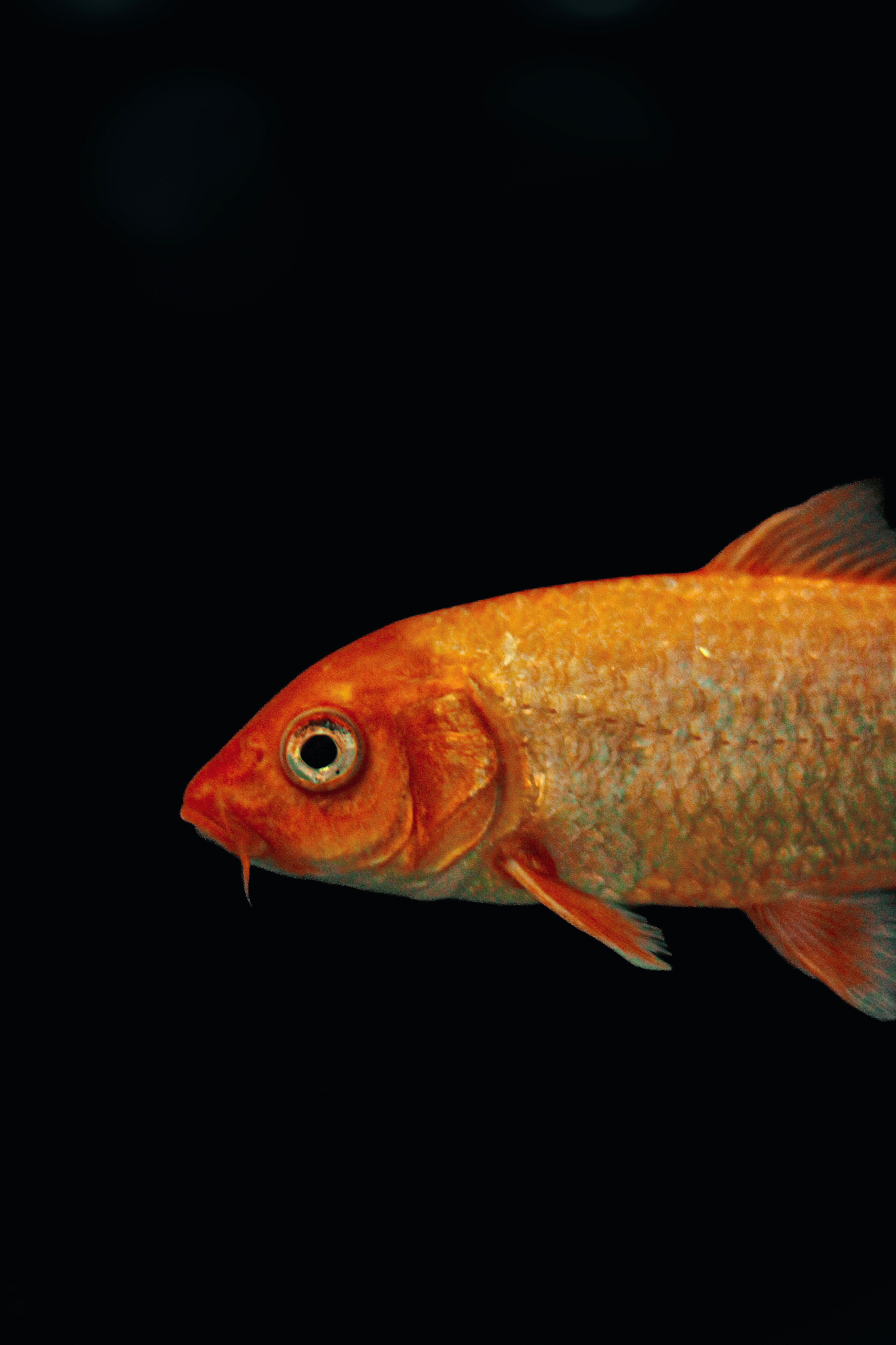 Whole Raw Red Snapper on White Surface · Free Stock Photo