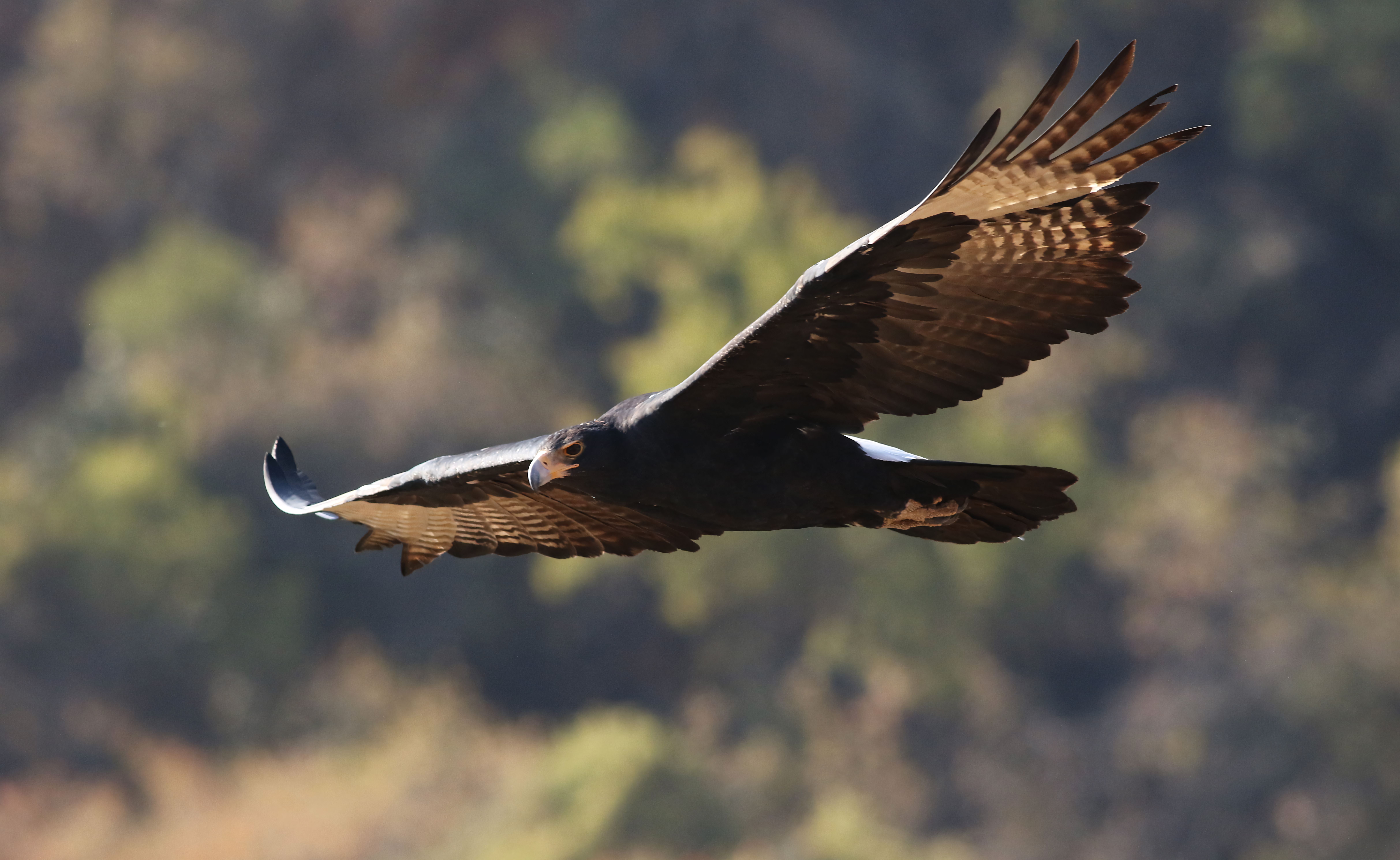 Majestic Verreaux's Eagle Soaring Effortlessly · Free Stock Photo