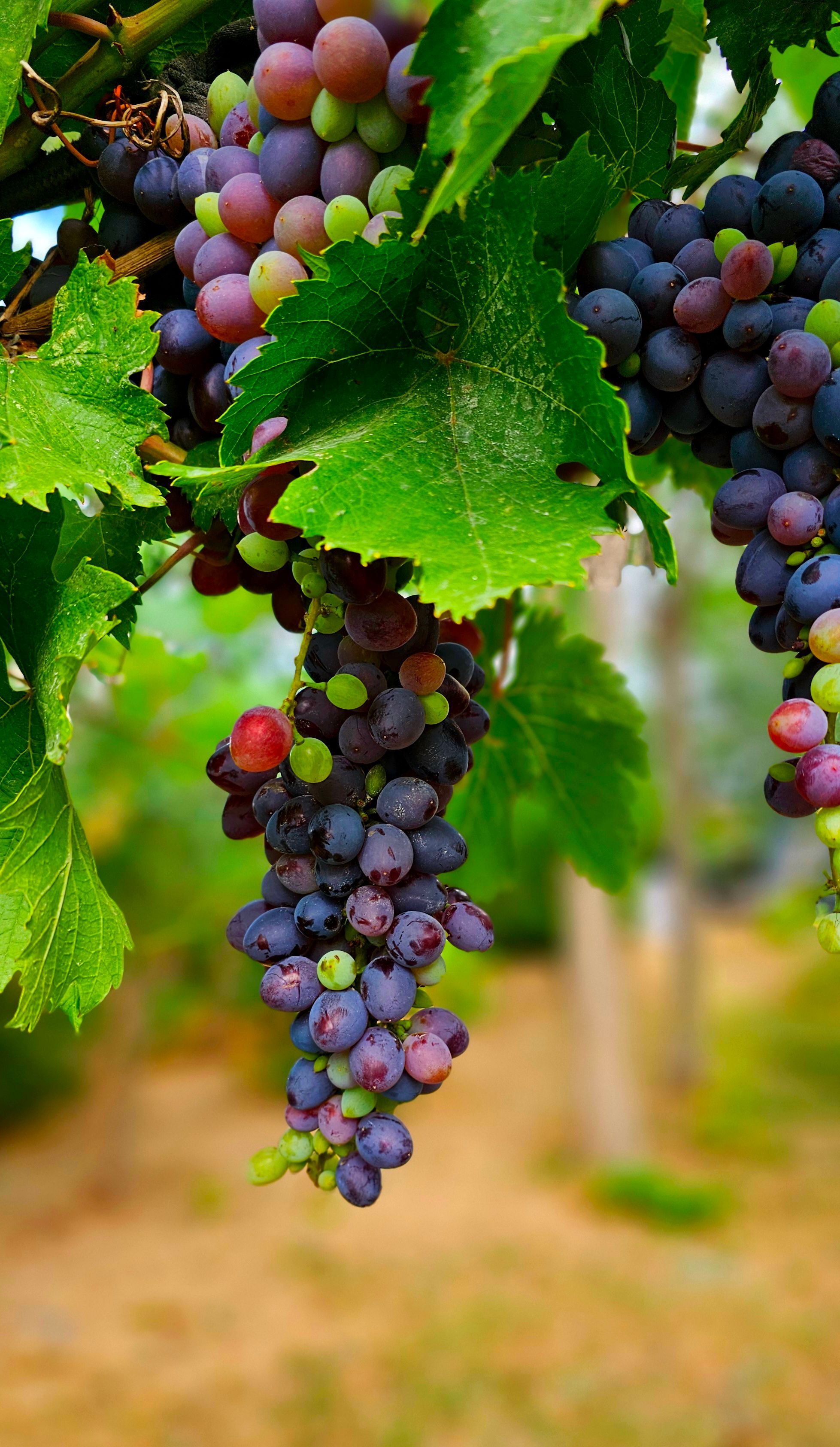 Varios Racimos De Uvas · Foto de stock gratuita