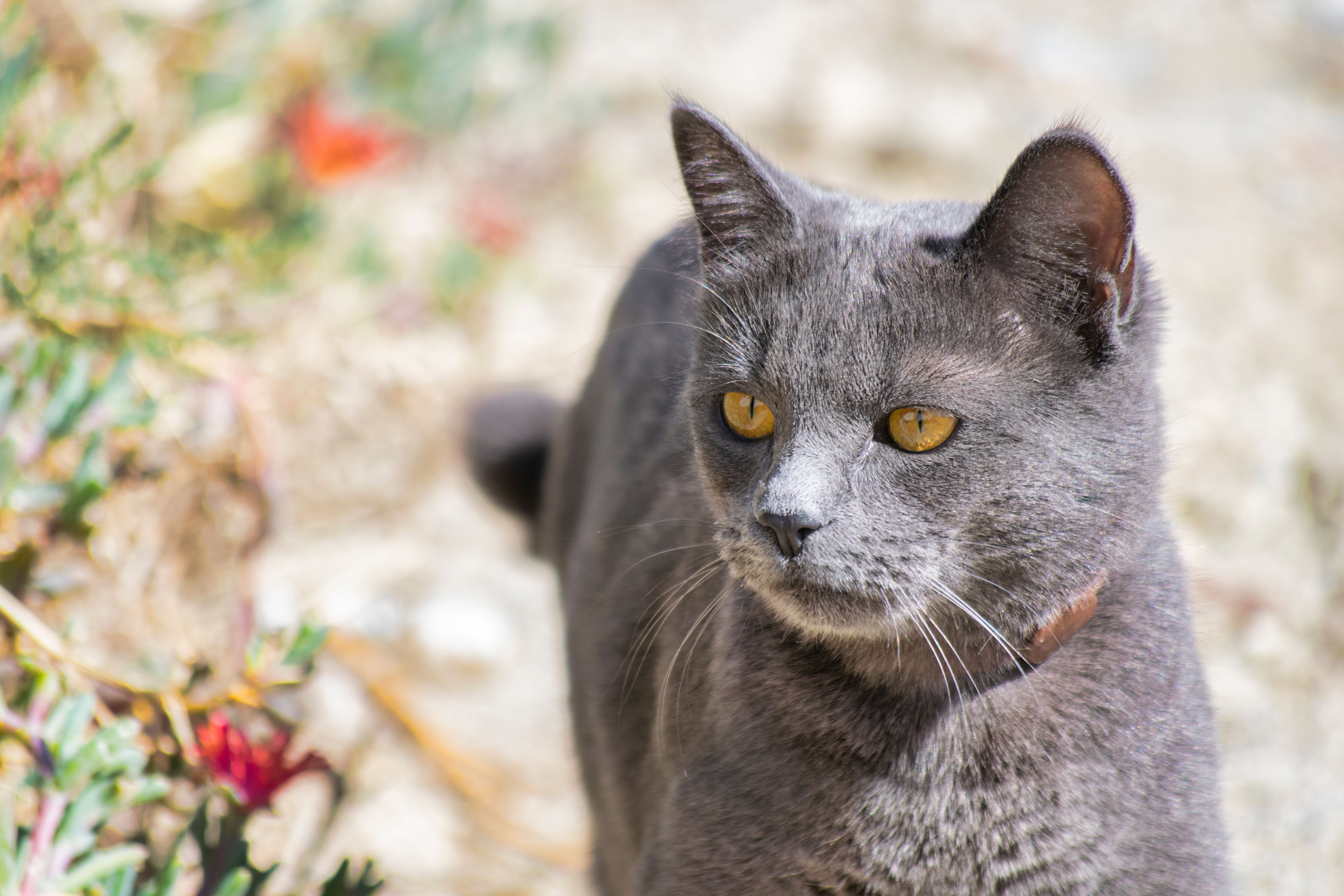 Understanding the Average Life Expectancy of an Outdoor Cat