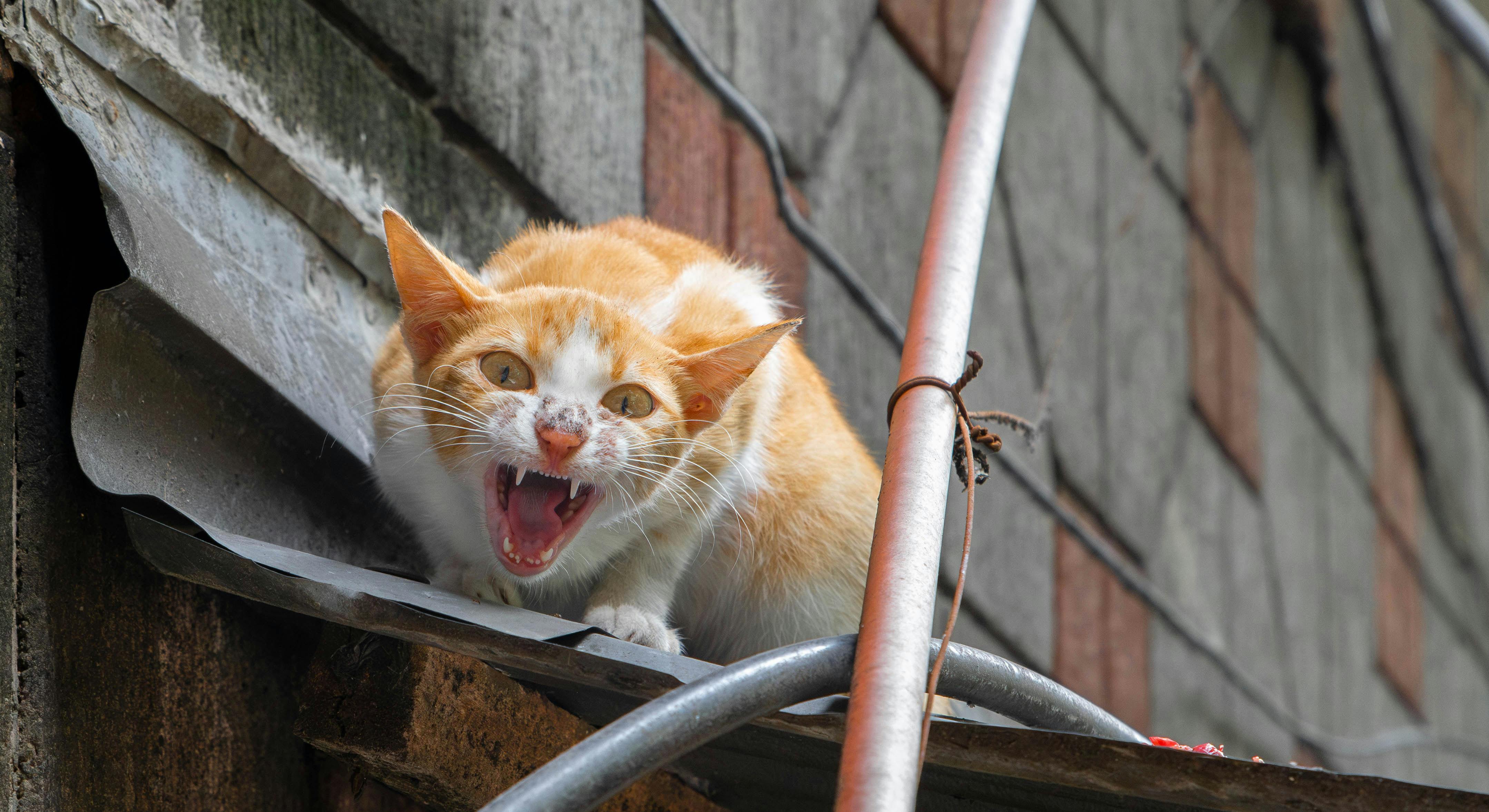 Aggressive Cat Hissing on Urban Rooftop · Free Stock Photo