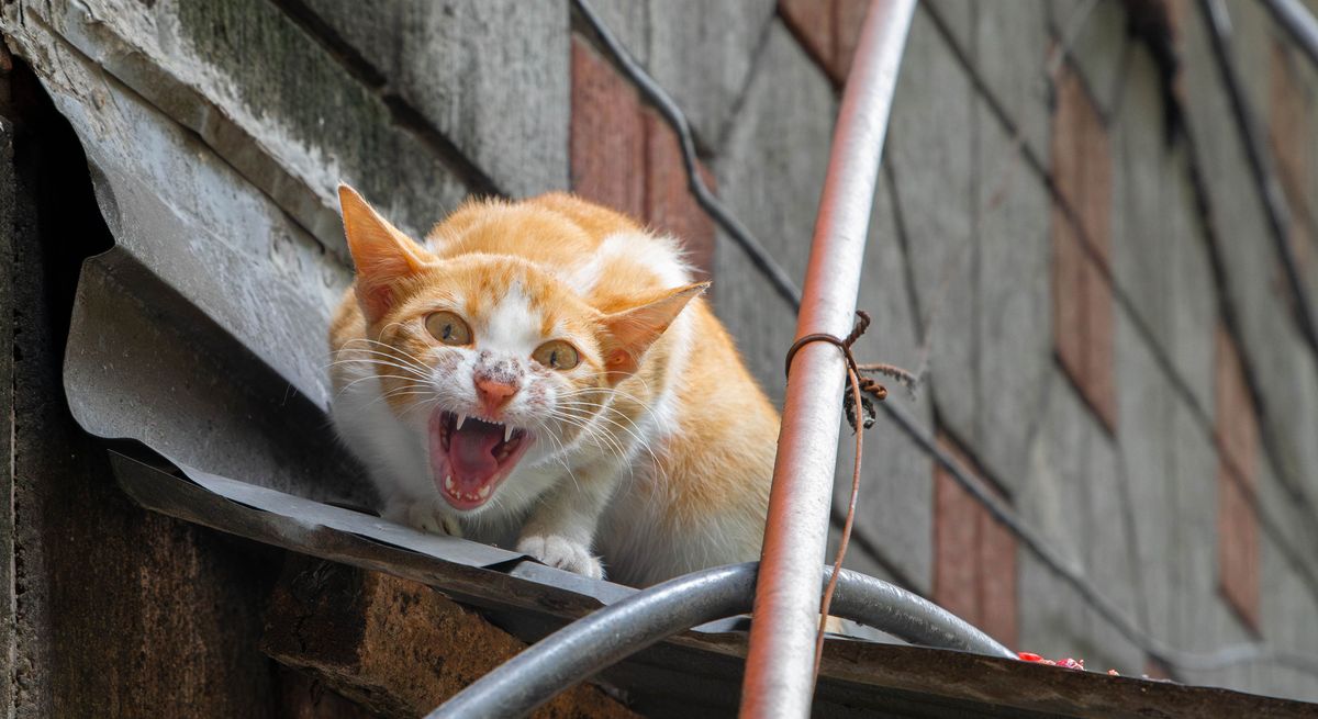 Scary Cat Photos, Download The BEST Free Scary Cat Stock Photos & HD Images
