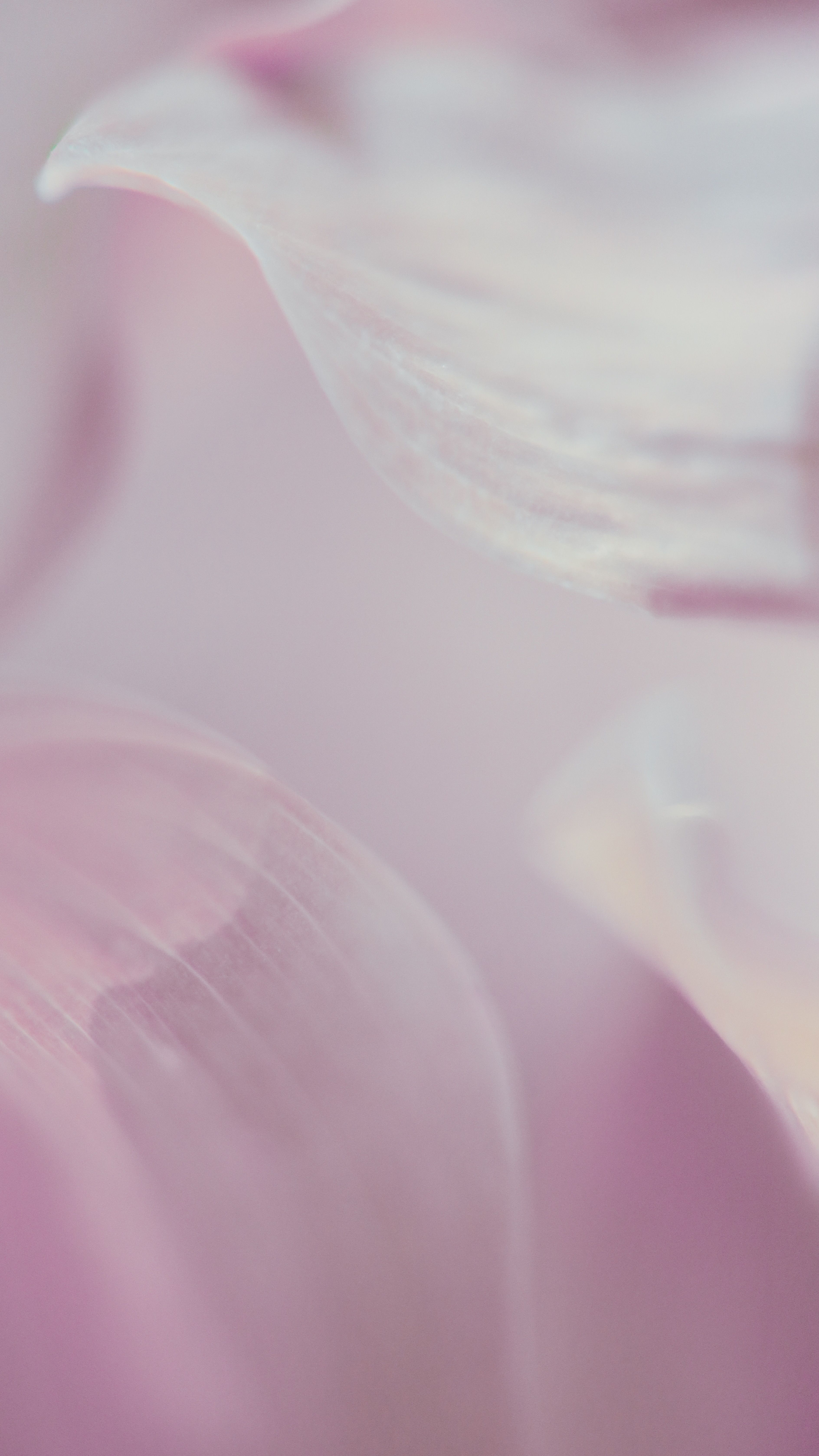 Extreme Close-up of Flower Petals · Free Stock Photo