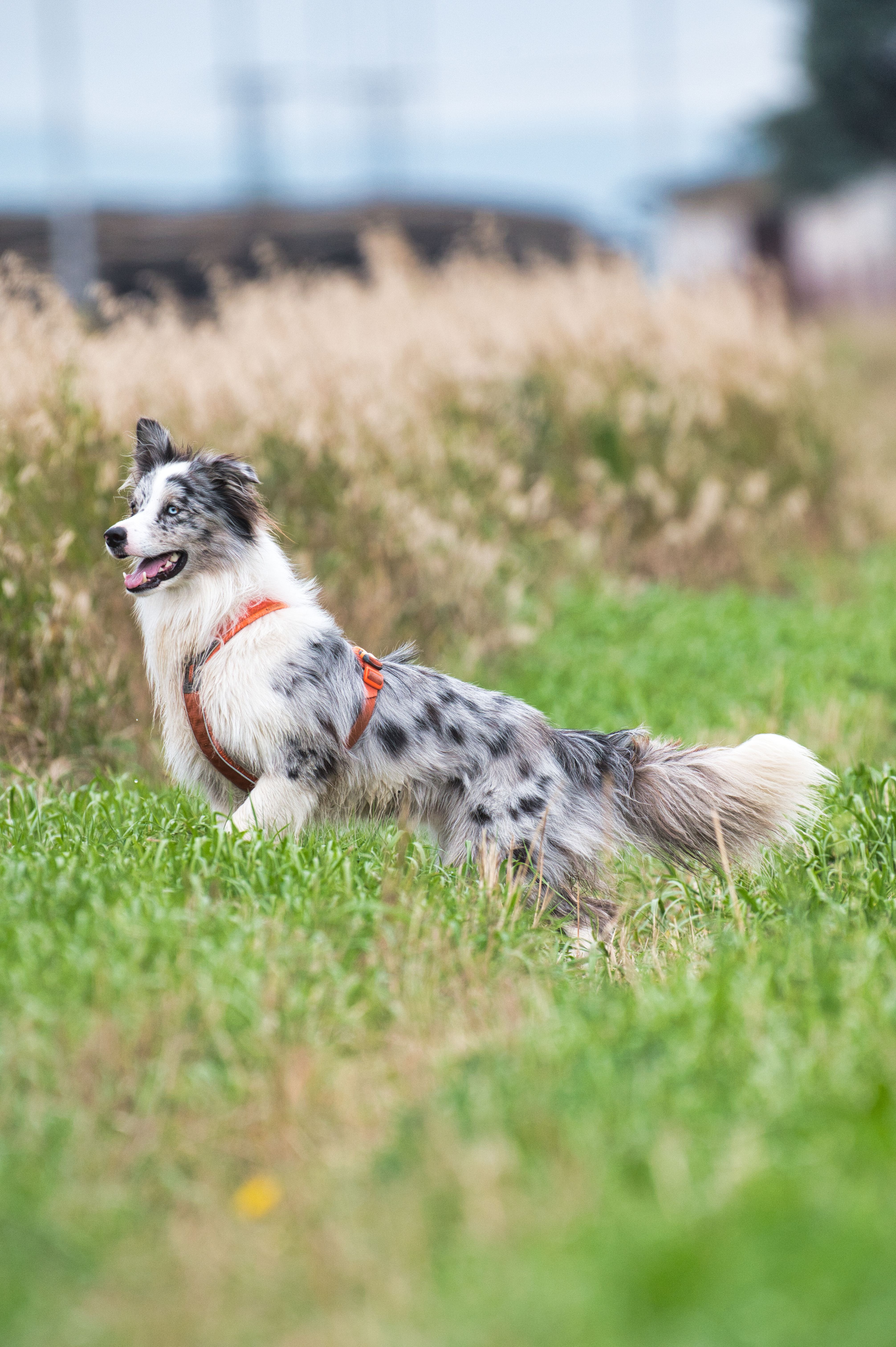 Border Collie · Foto de stock gratuita