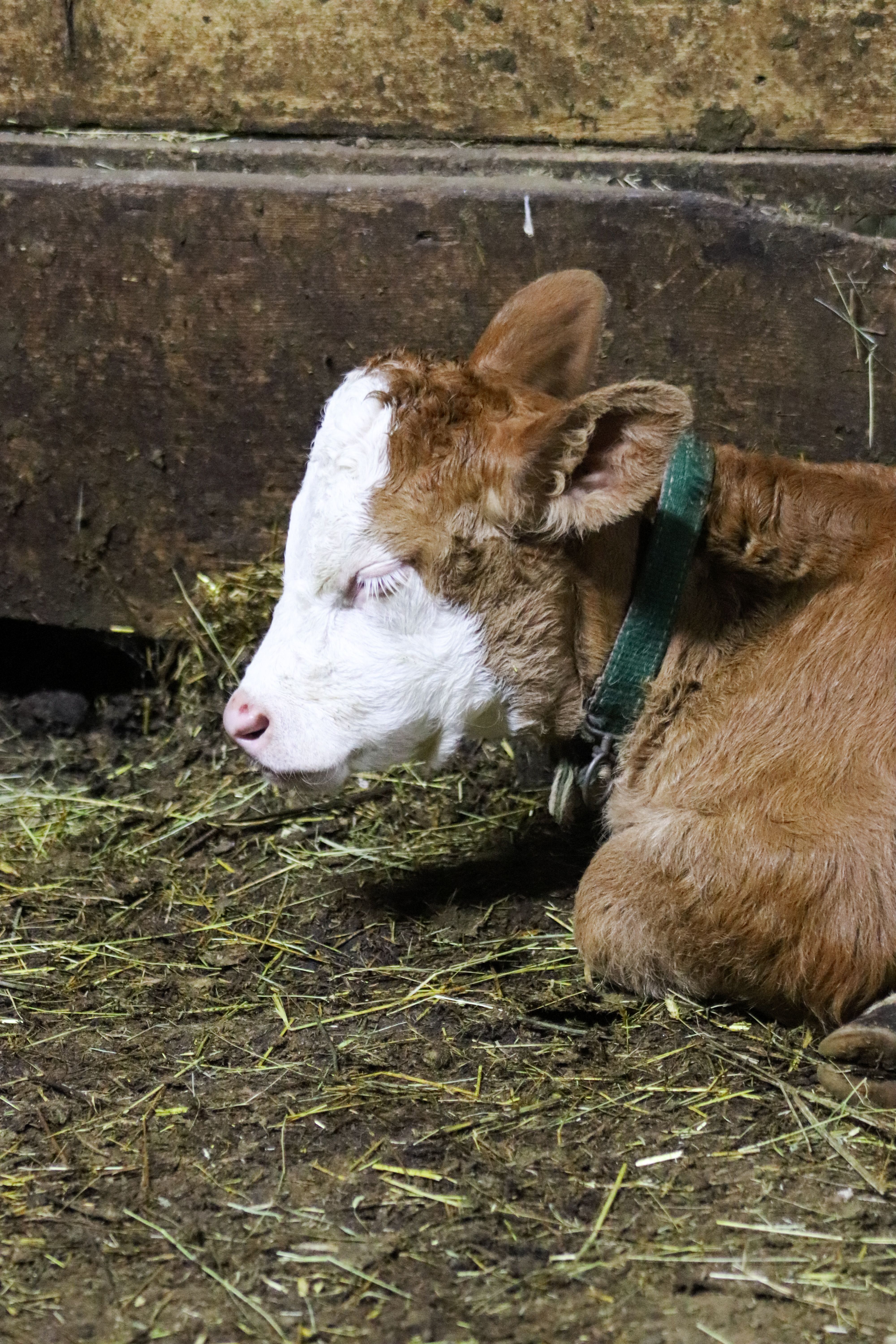 Calf Photos, Download The BEST Free Calf Stock Photos & HD Images