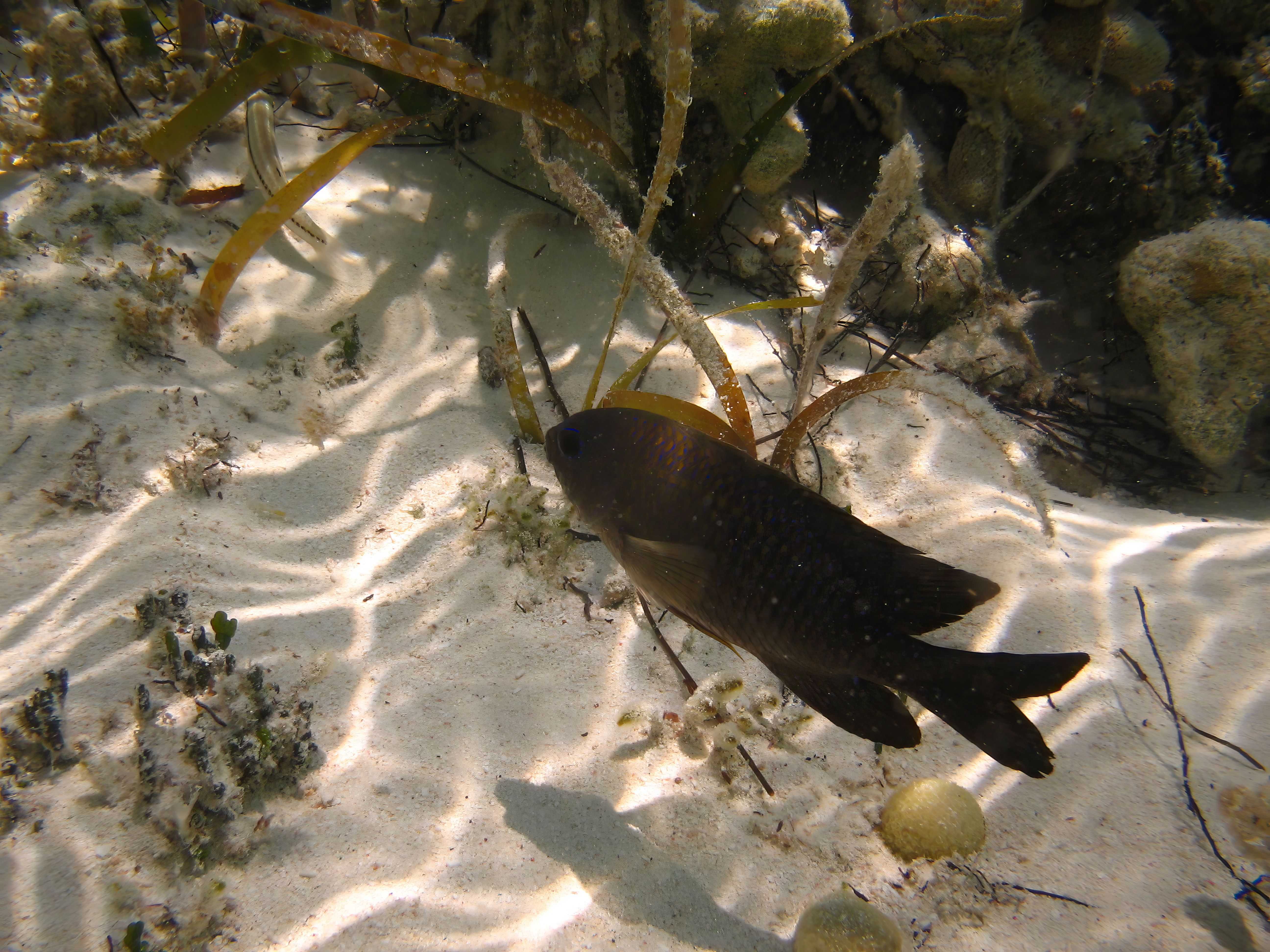 Underwater Paradise: Fish in Exuma, Bahamas · Free Stock Photo