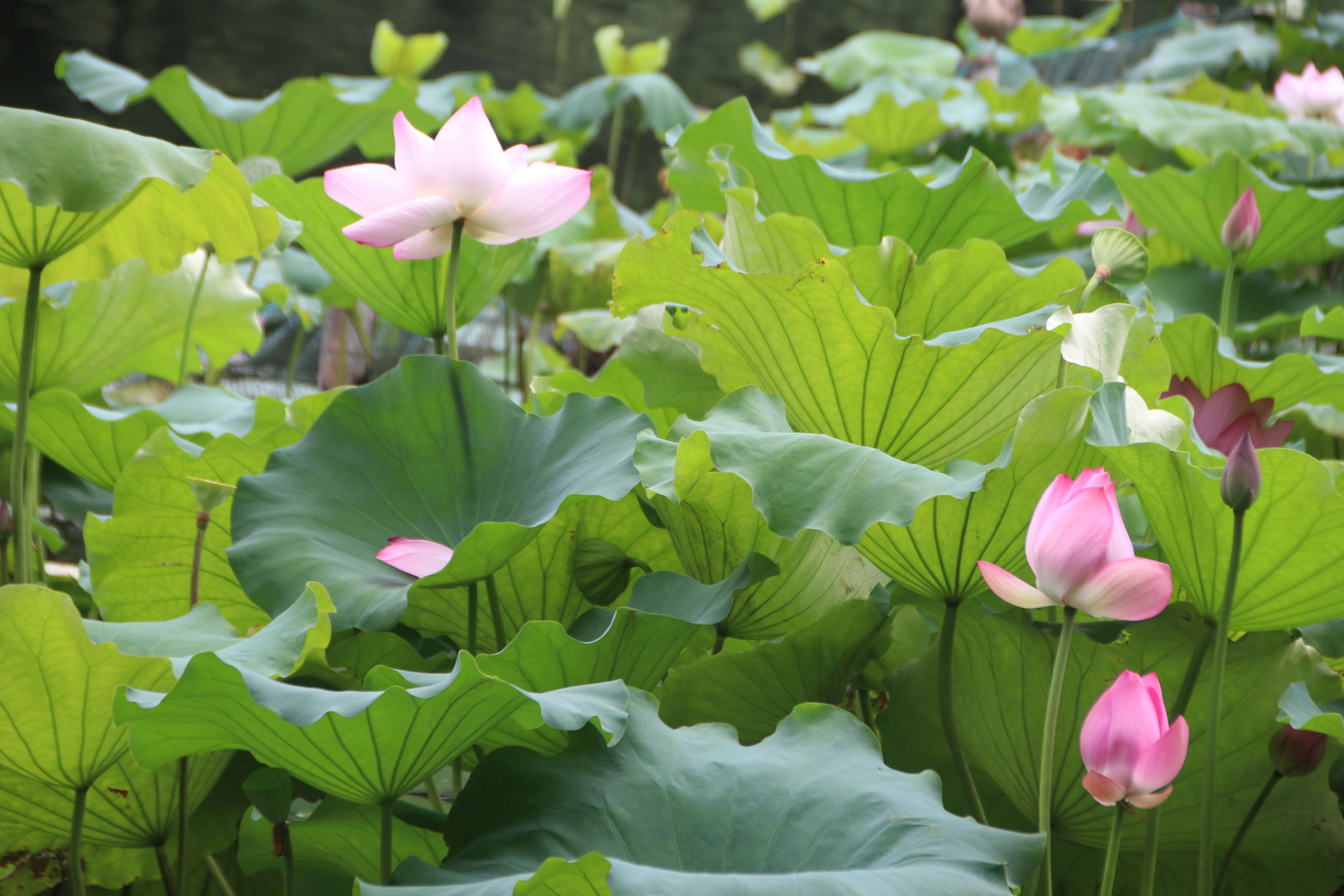 Vibrant Lotus Flowers in Full Bloom · Free Stock Photo