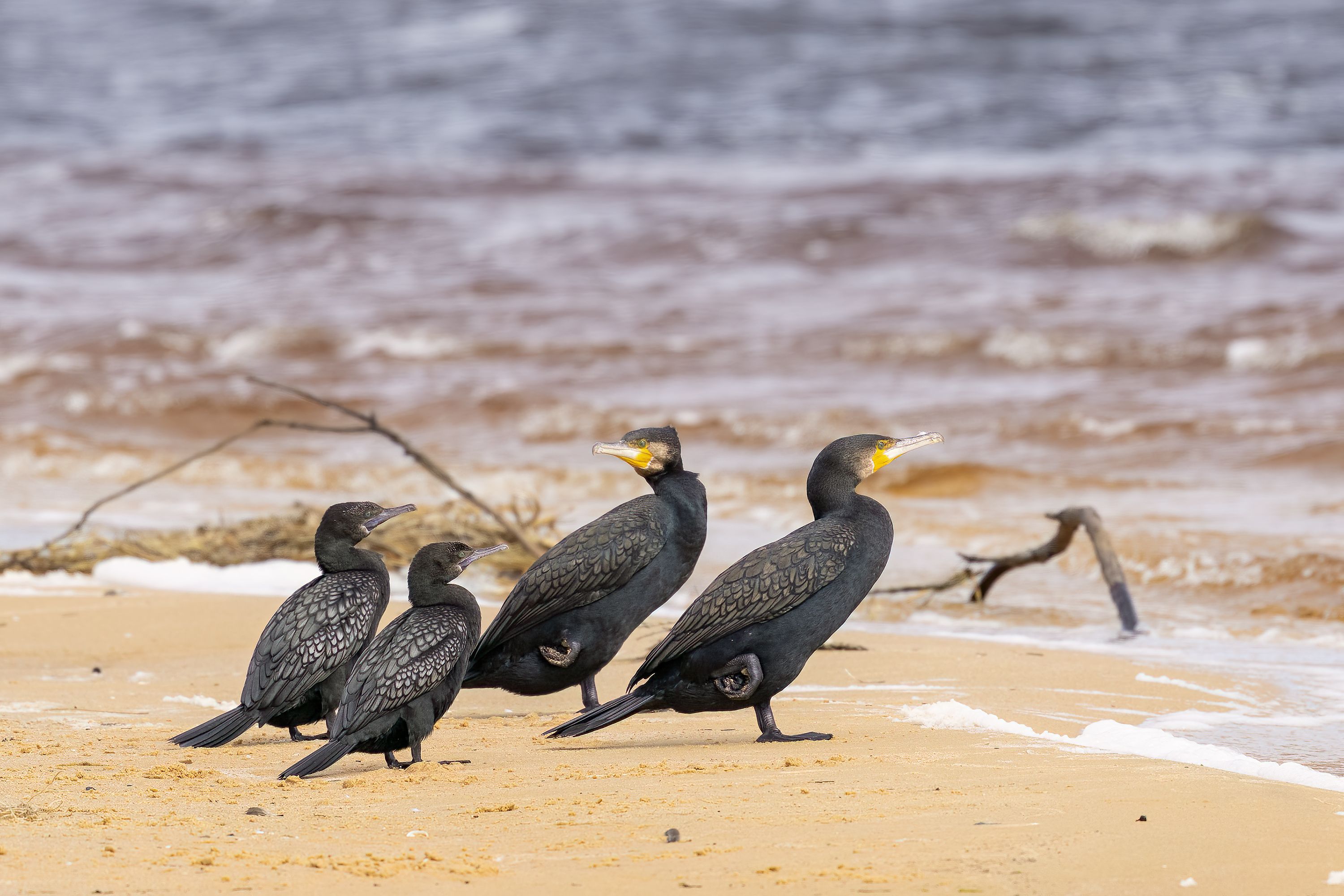 Group of Cormorants on Sandy Beach Outdoors · Free Stock Photo