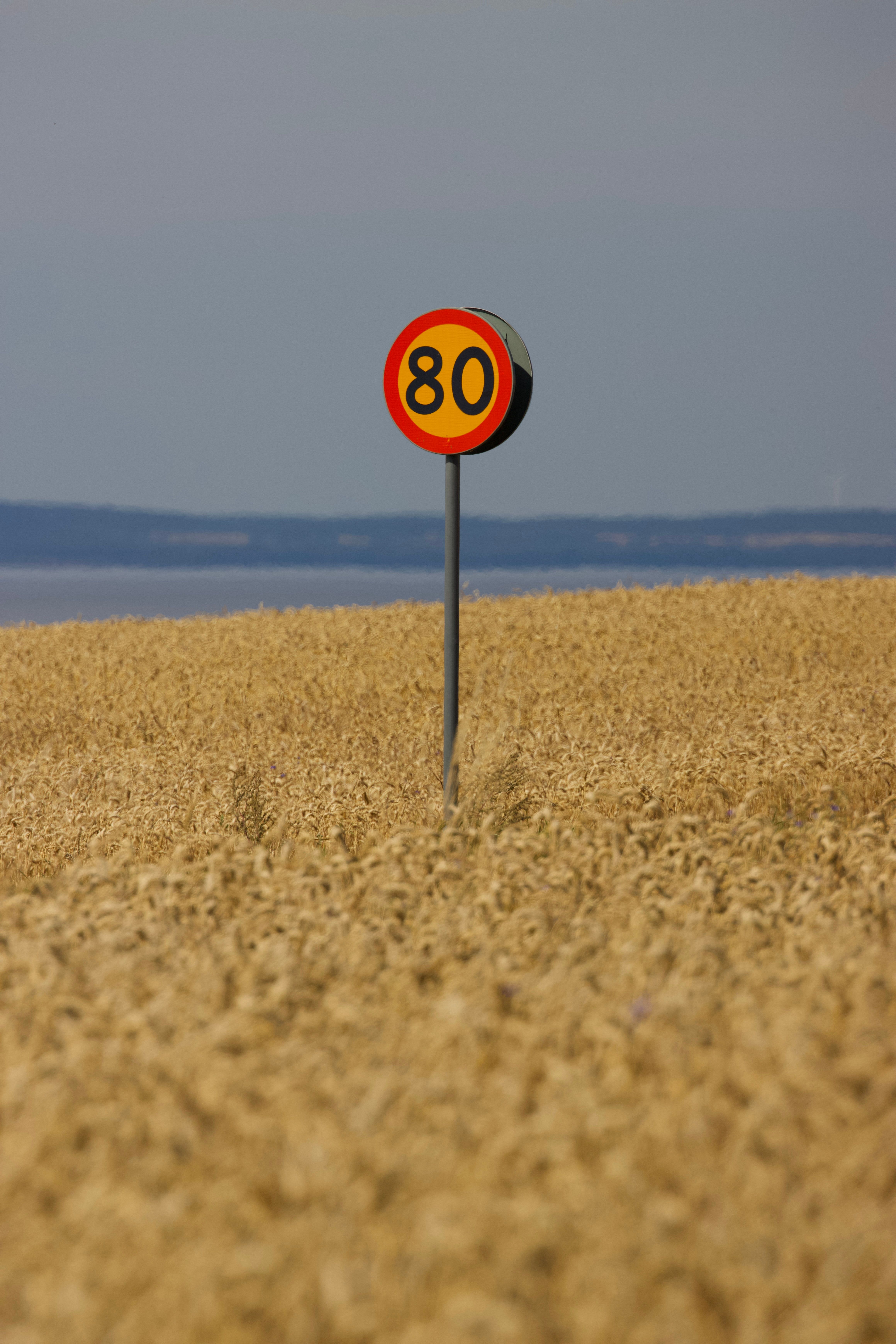 Scenic Swedish Wheat Field with Speed Limit Sign · Free Stock Photo