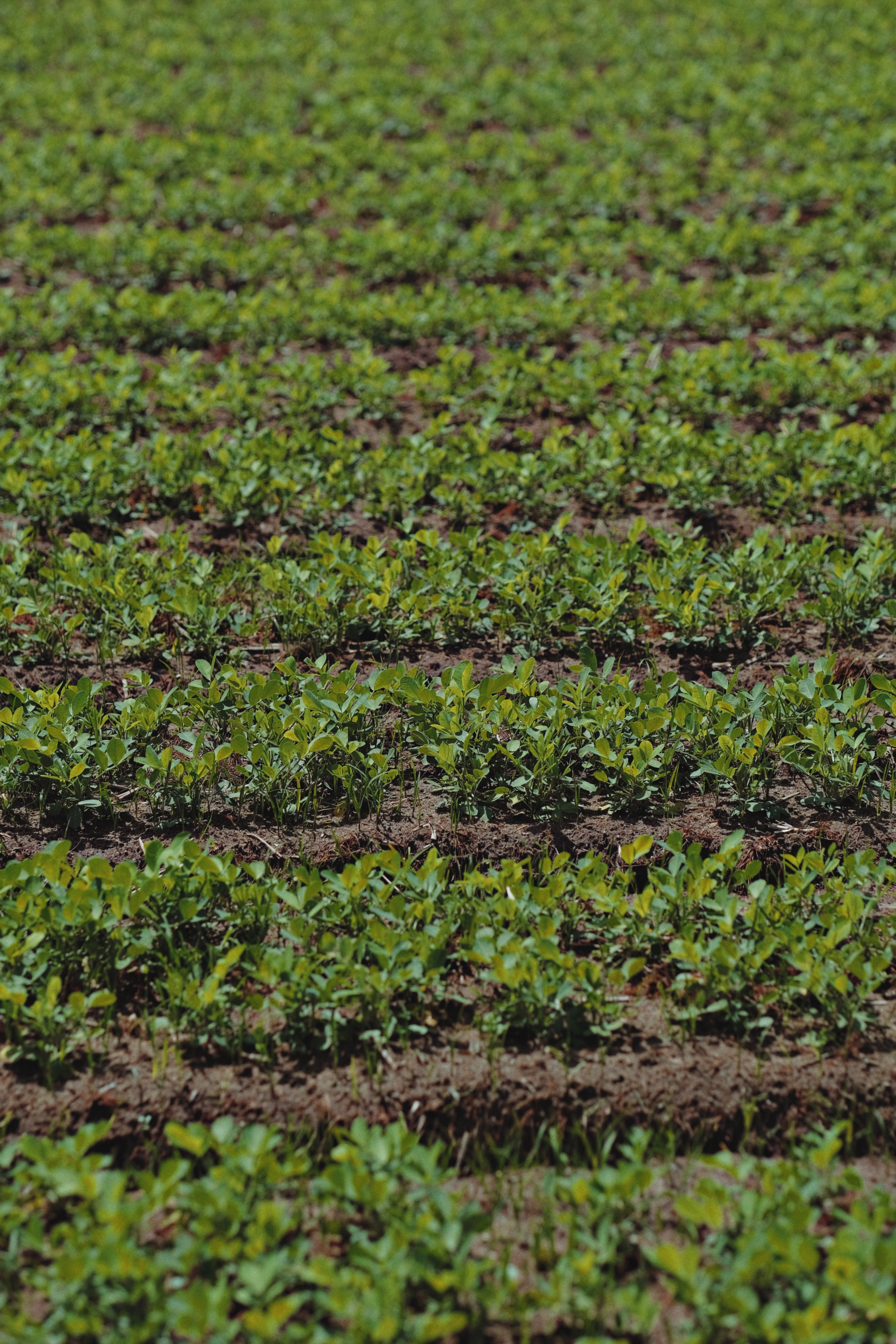 Lush Green Crop Field in Early Growth Stage · Free Stock Photo
