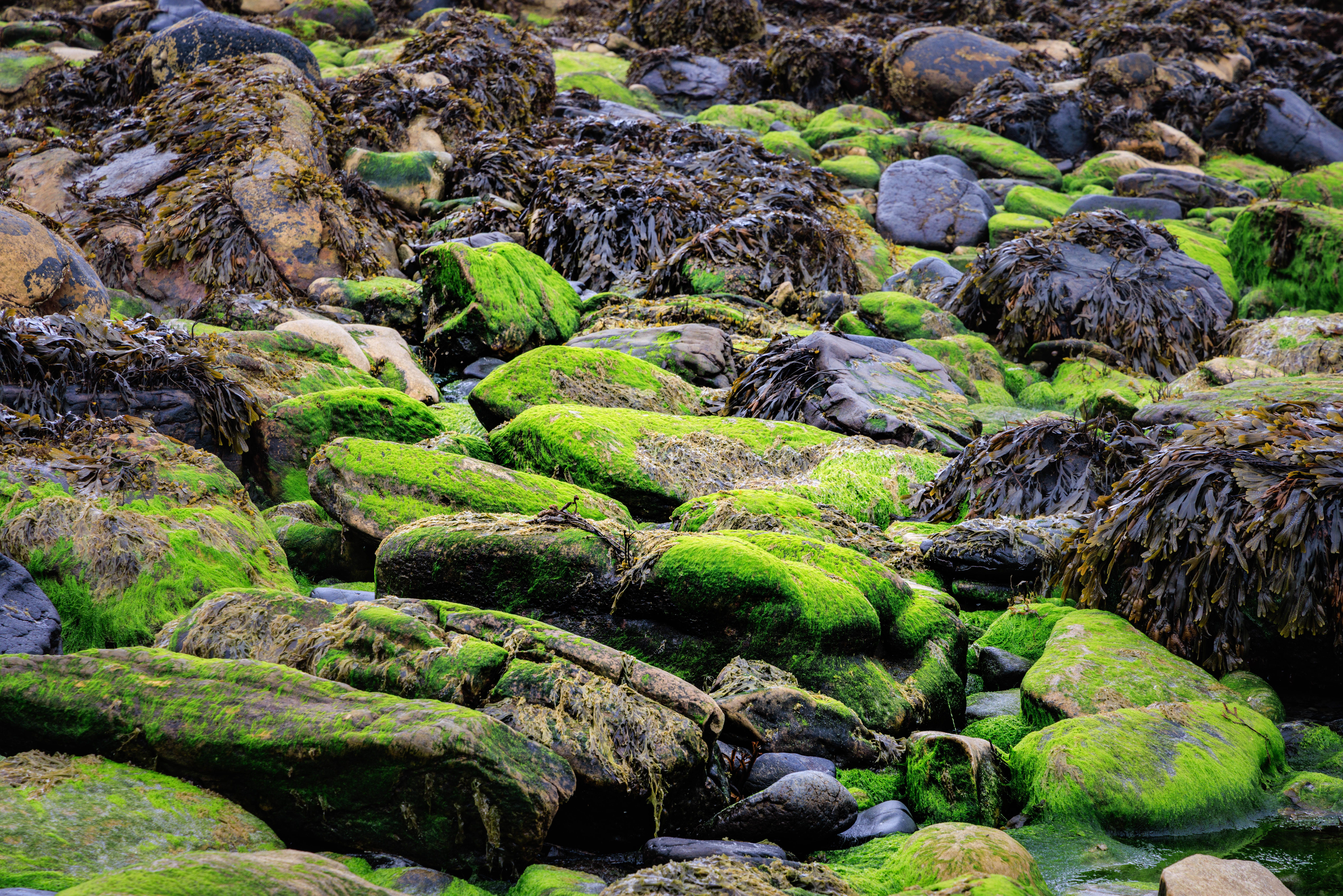 Seaweed Algae Photos, Download The BEST Free Seaweed Algae Stock Photos ...