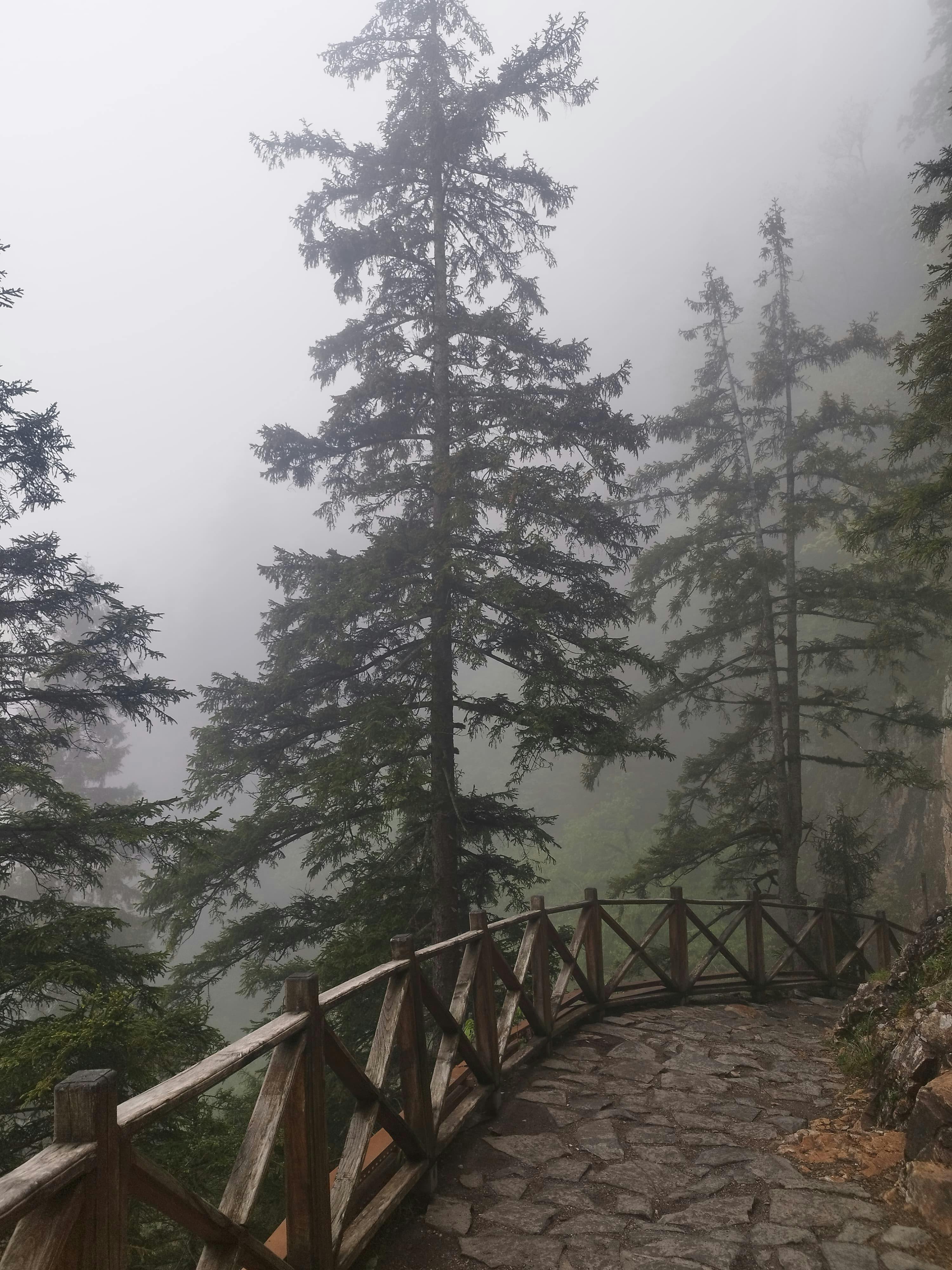Misty Path Through Pine Forest in Trabzon · Free Stock Photo
