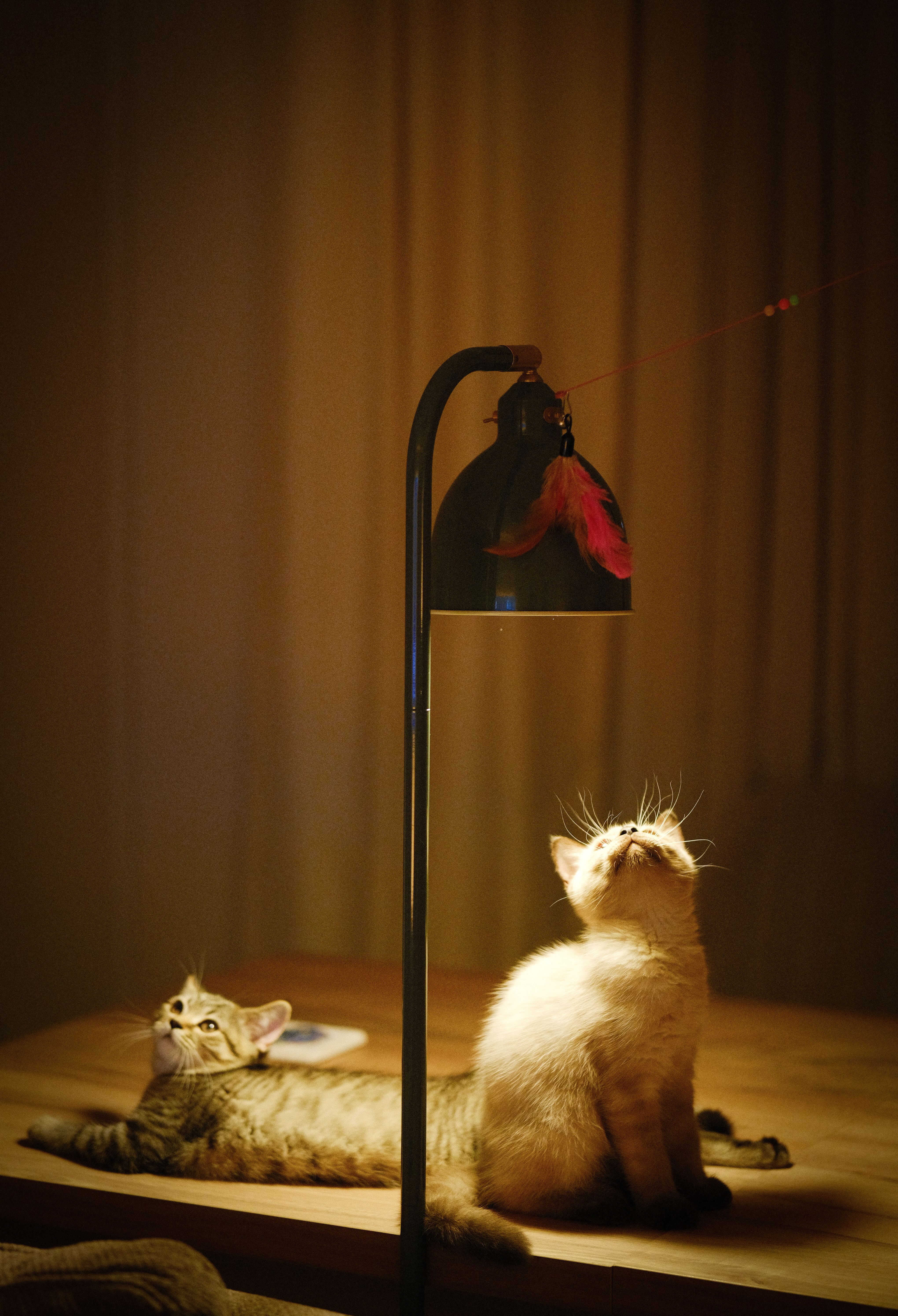 Cozy Scene of Two Cats Under Warm Lamp Light · Free Stock Photo