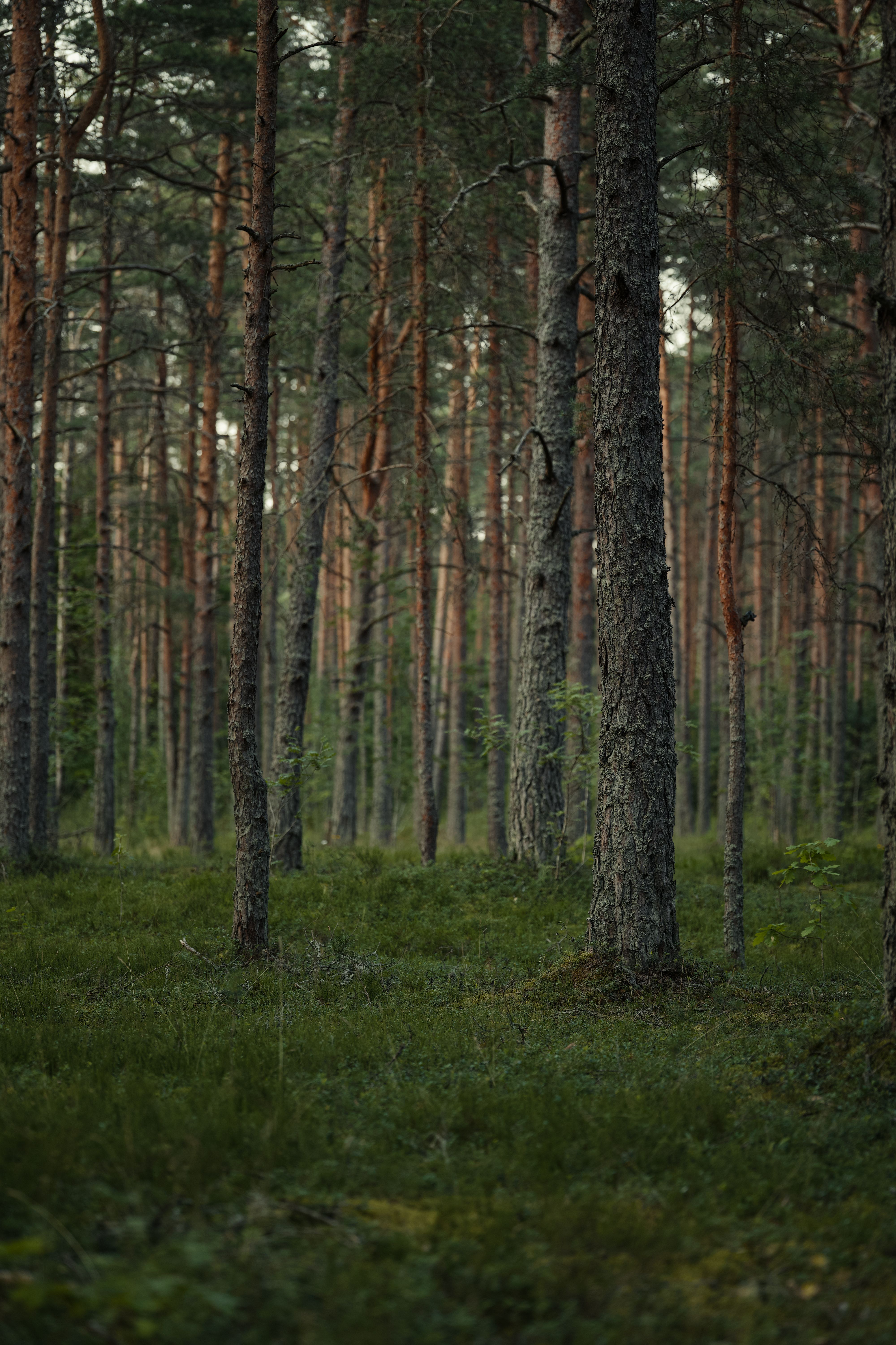 Raw Photos Forest Photos, Download The BEST Free Raw Photos Forest ...