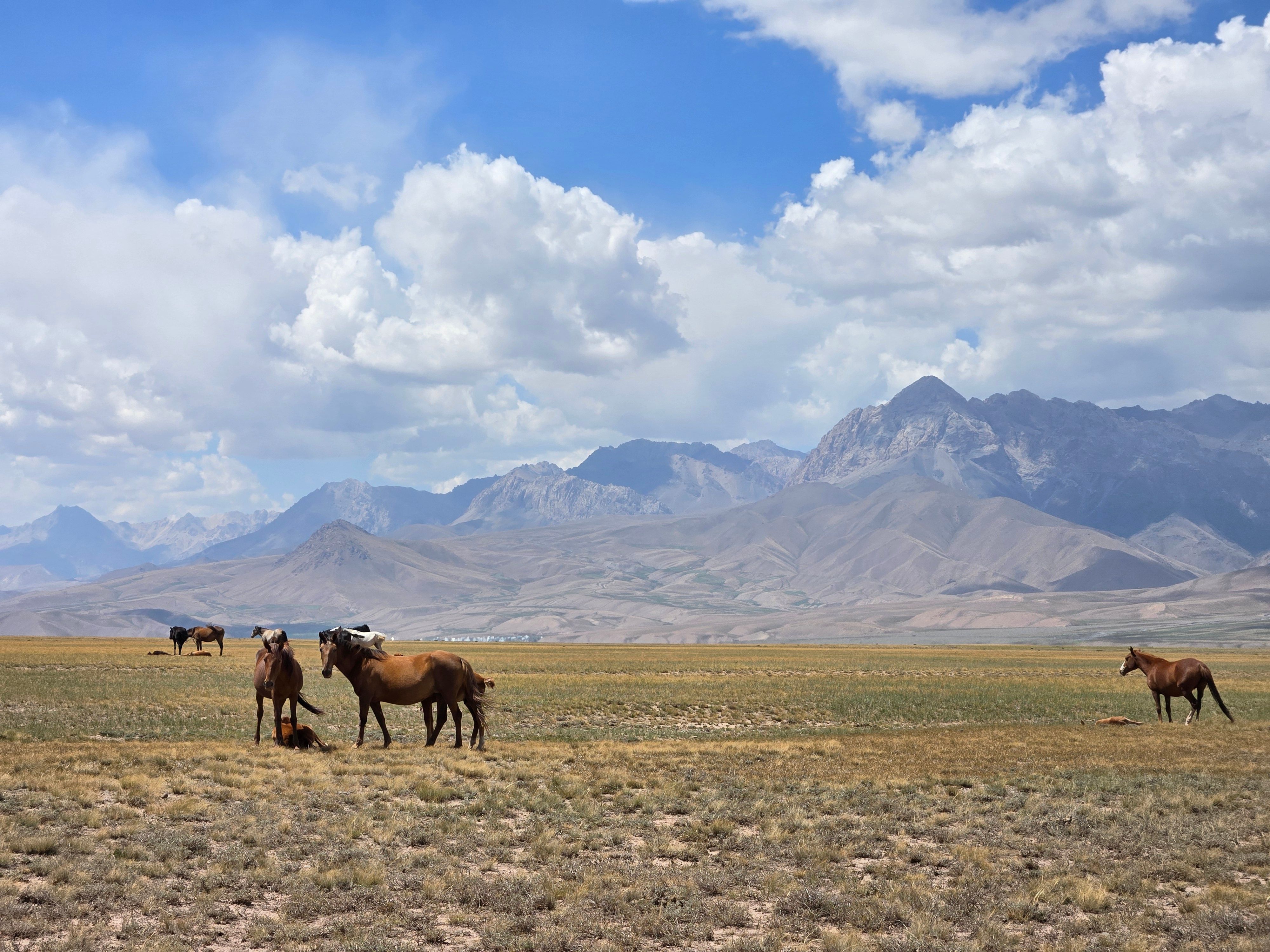 Majestic Horses in Sary Mogul Plain, Kyrgyzstan · Free Stock Photo
