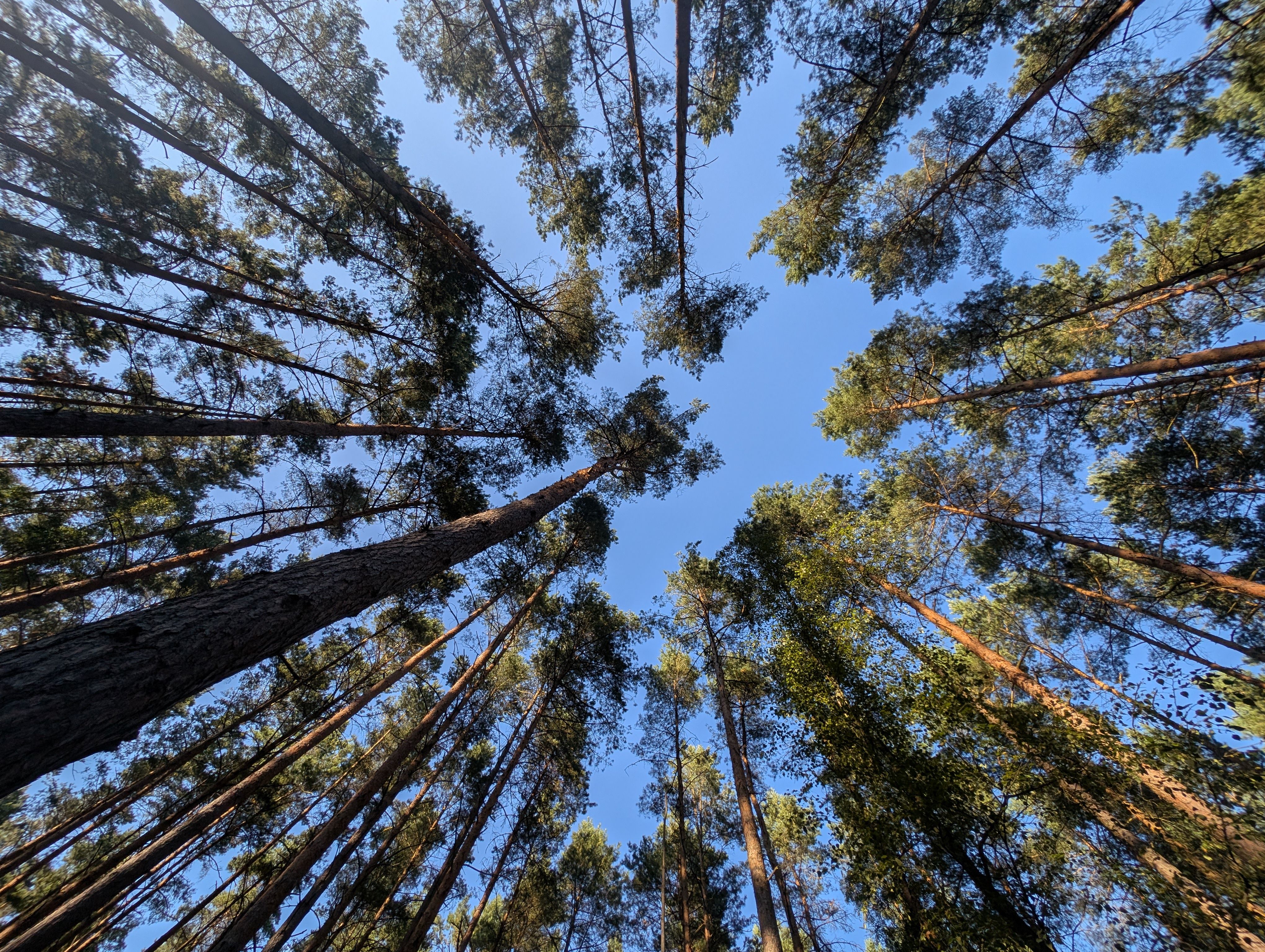 Majestic Pine Tree Canopy Against Blue Sky · Free Stock Photo