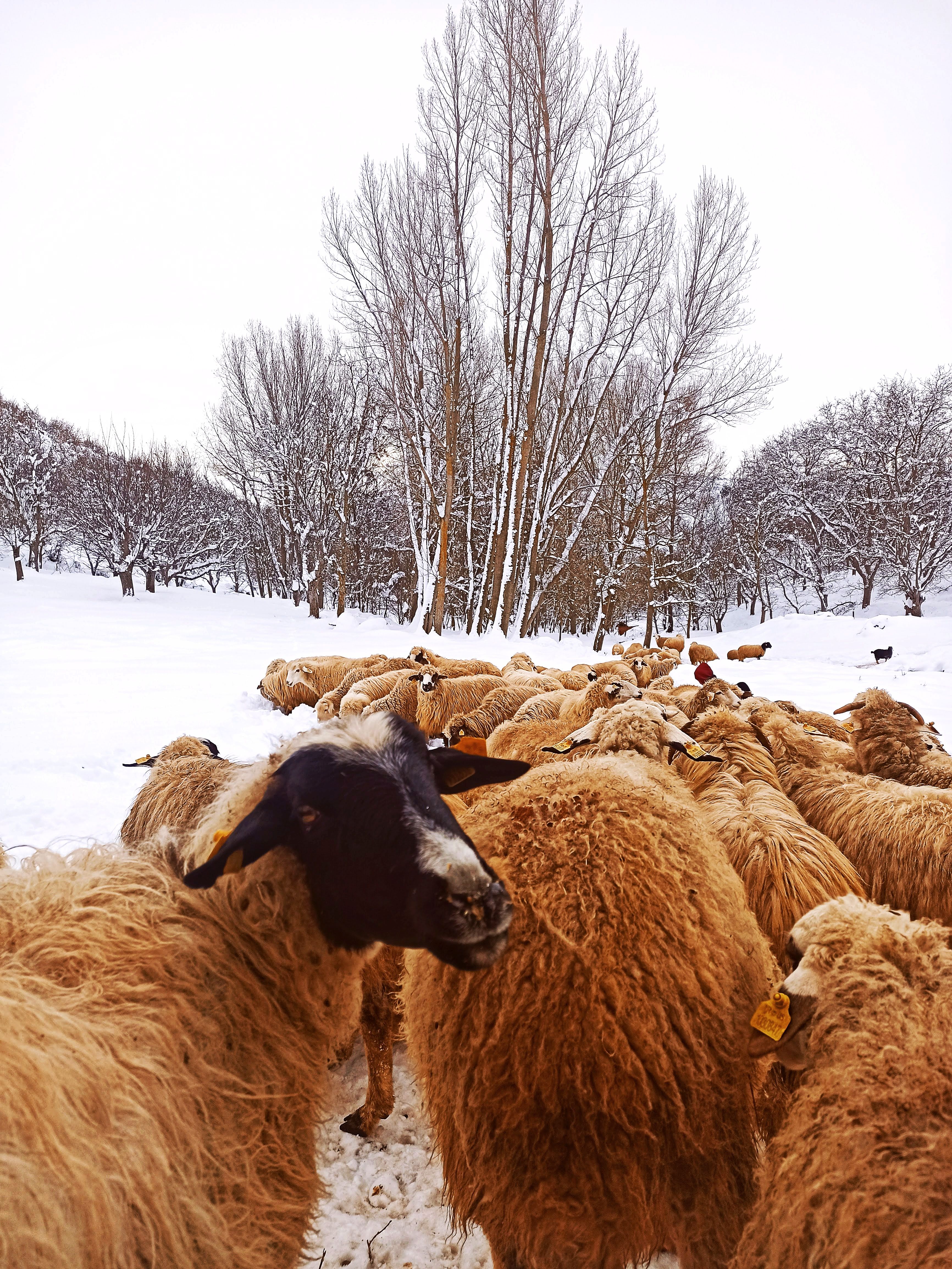 Flock of Sheep in Snowy Winter Landscape · Free Stock Photo