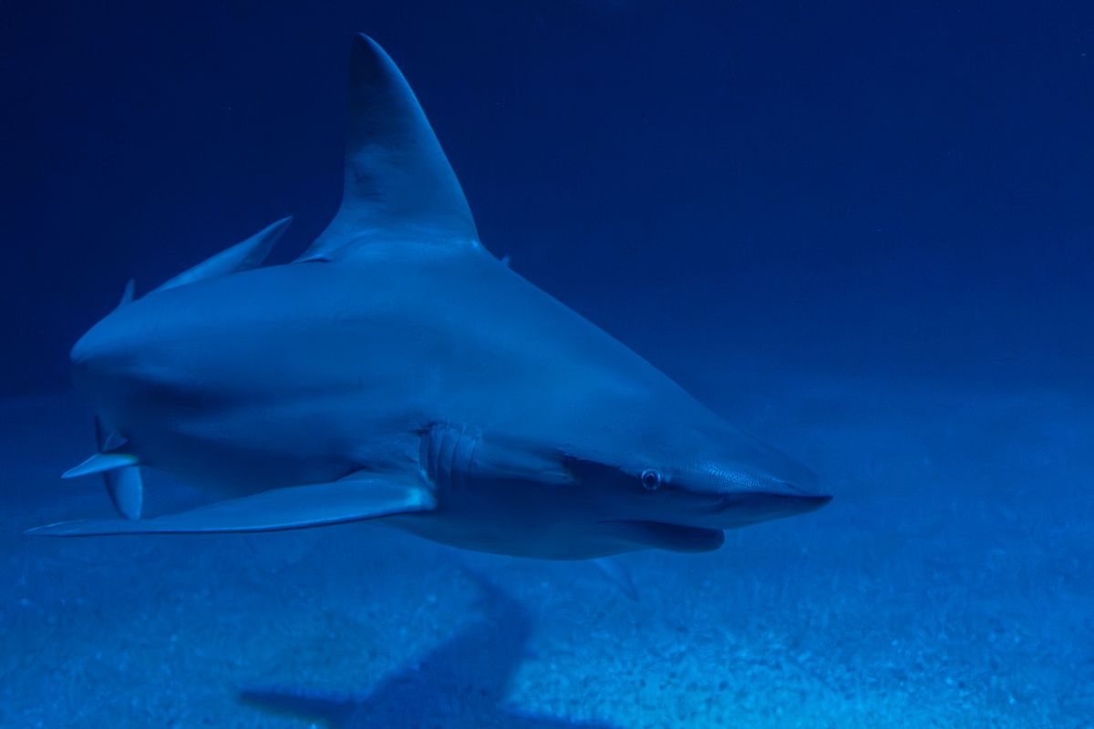 Hammerhead Shark Photos, Download The BEST Free Hammerhead Shark Stock ...