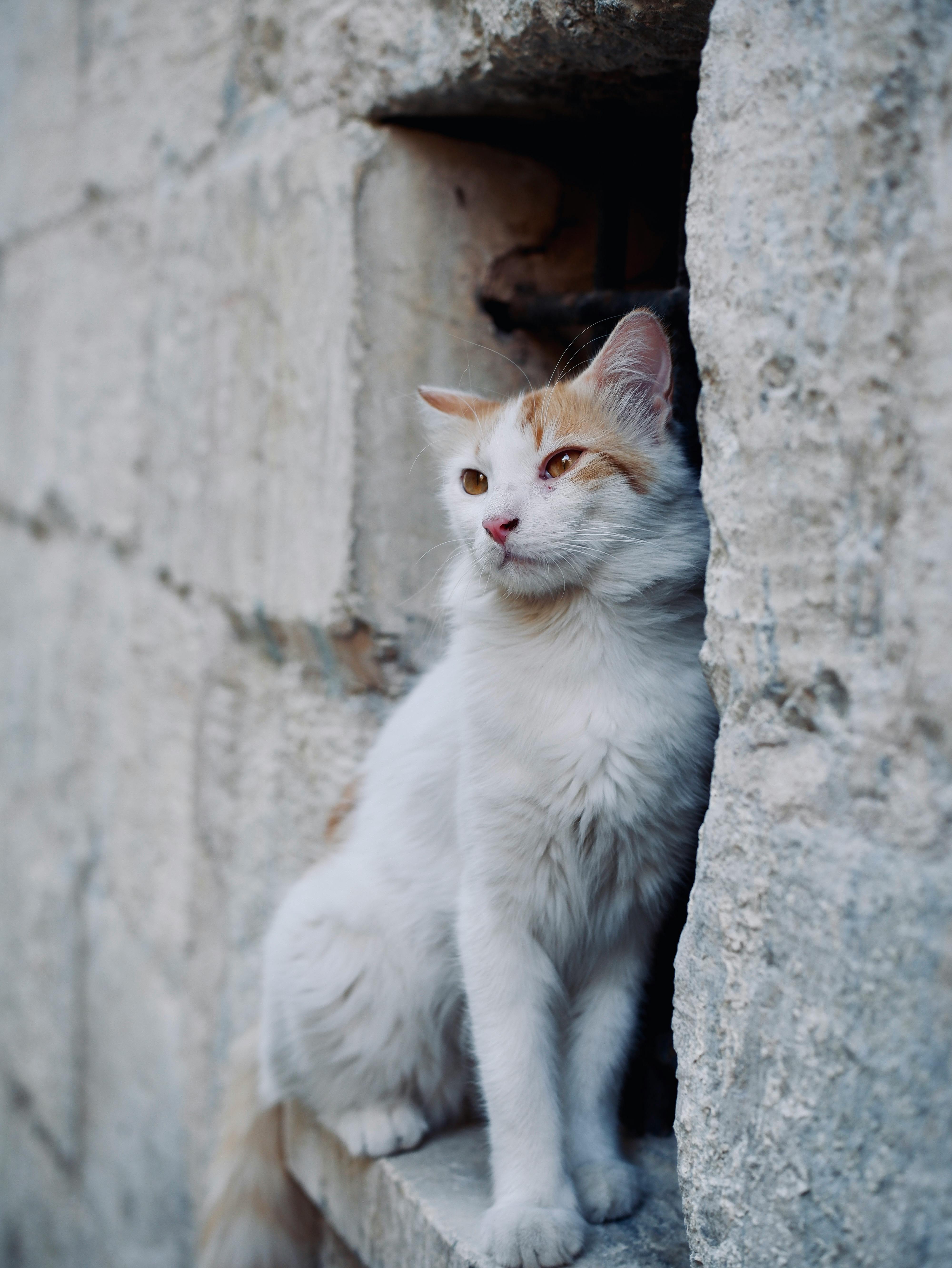 Cat Full Body Photos, Download The BEST Free Cat Full Body Stock Photos ...