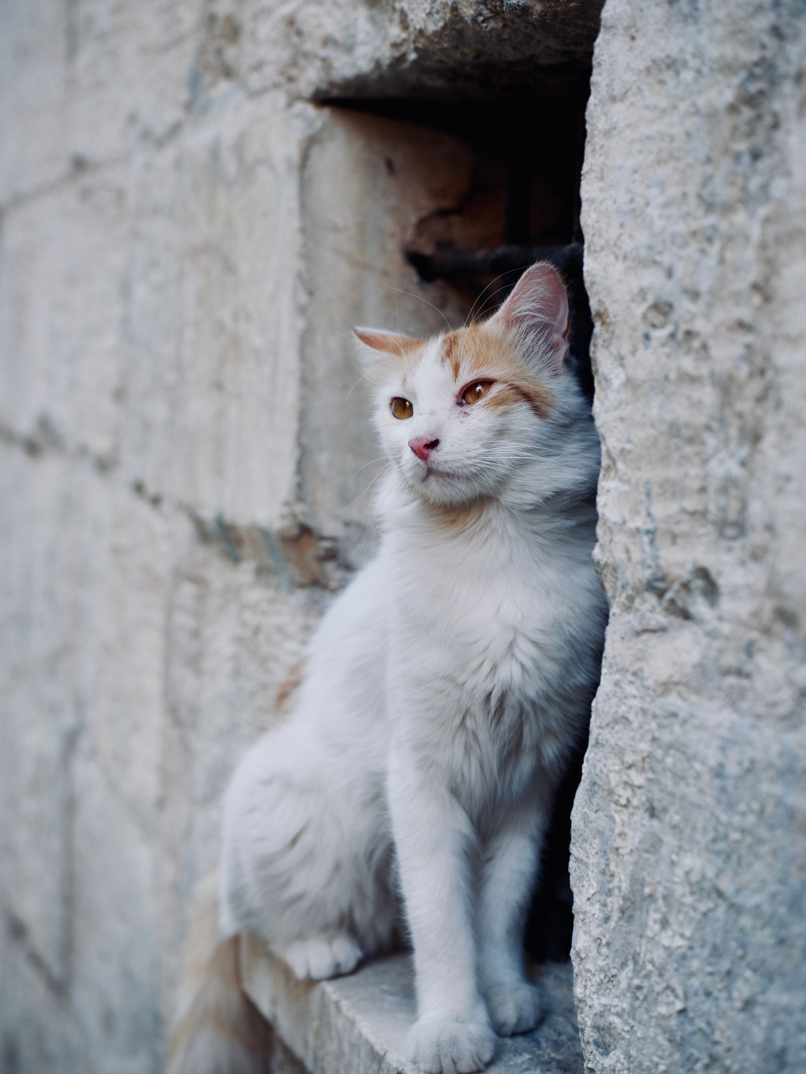 Cat Full Body Photos, Download The BEST Free Cat Full Body Stock Photos ...