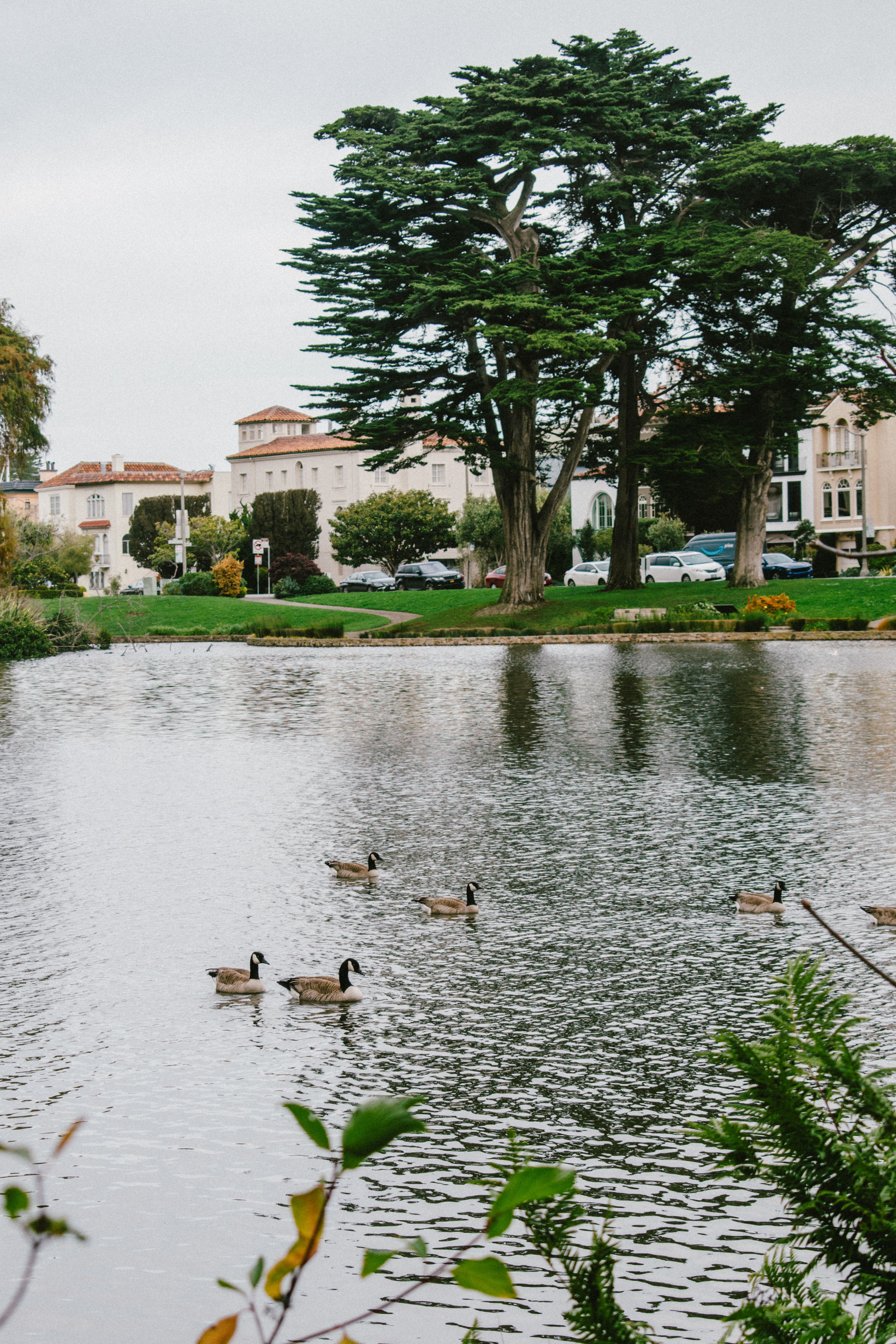 Serene Urban Pond with Ducks and Trees · Free Stock Photo