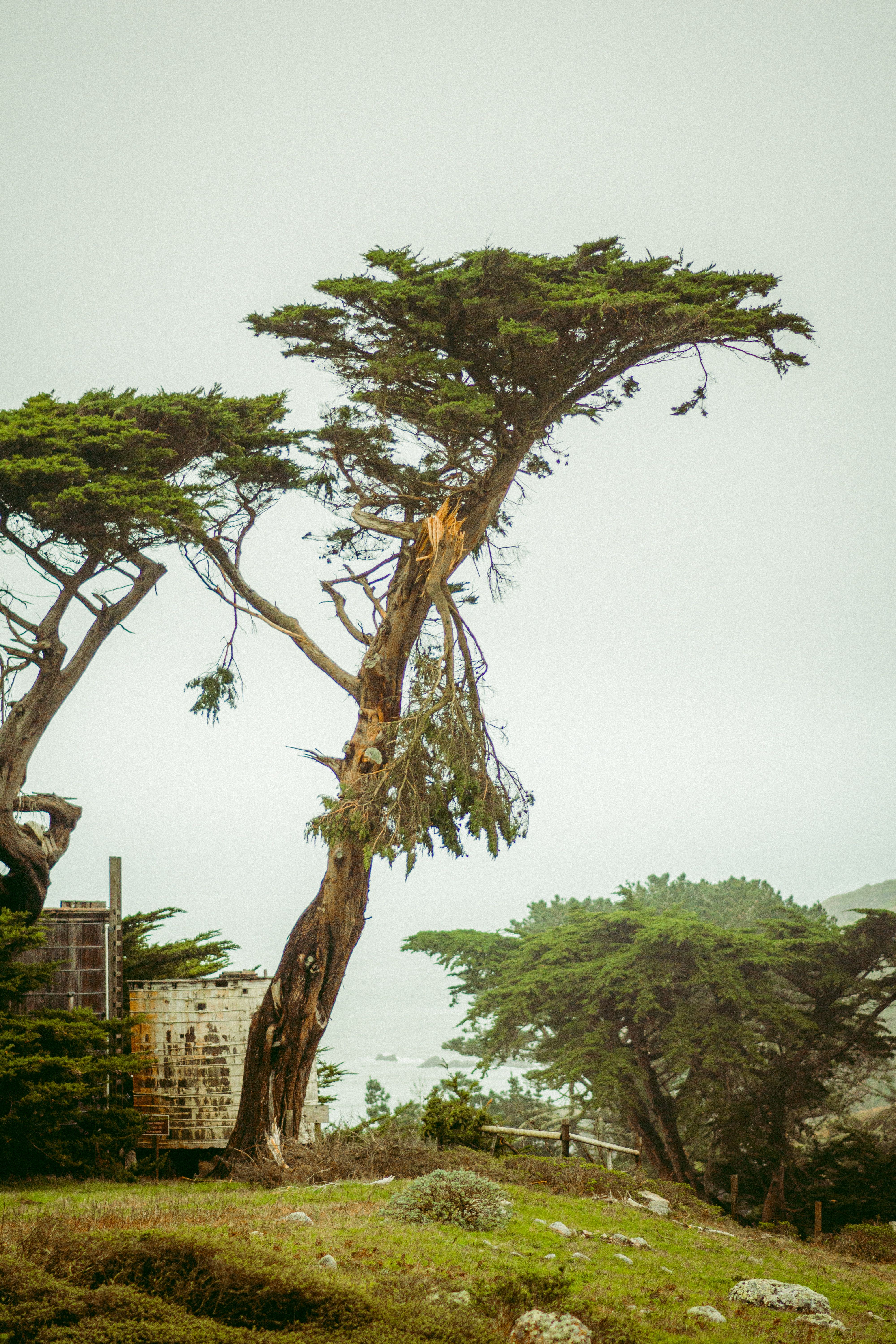 Wind-Swept Cypress Tree by the Coastline · Free Stock Photo