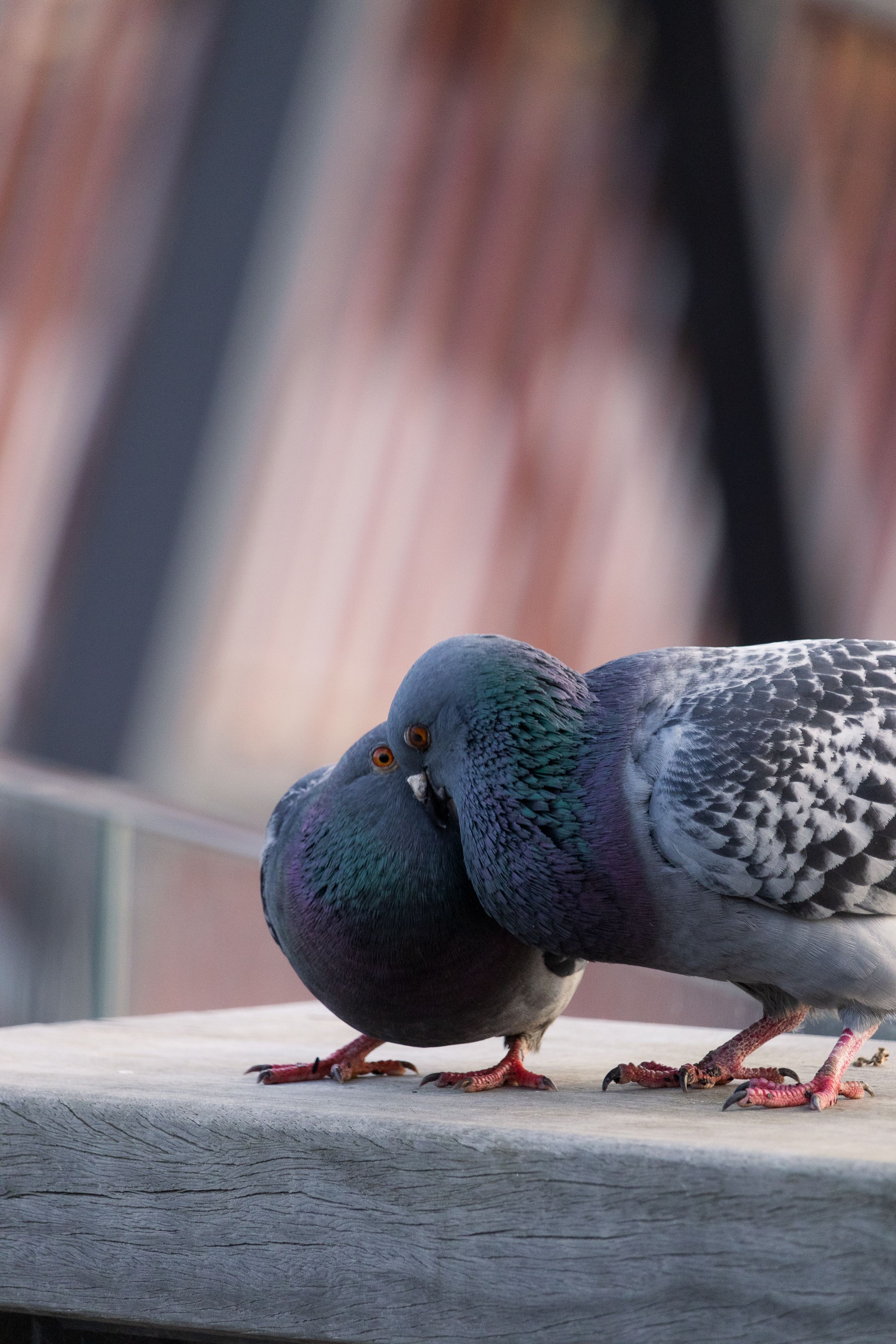 Close-Up of Two Pigeons in Shinagawa, Tokyo · Free Stock Photo