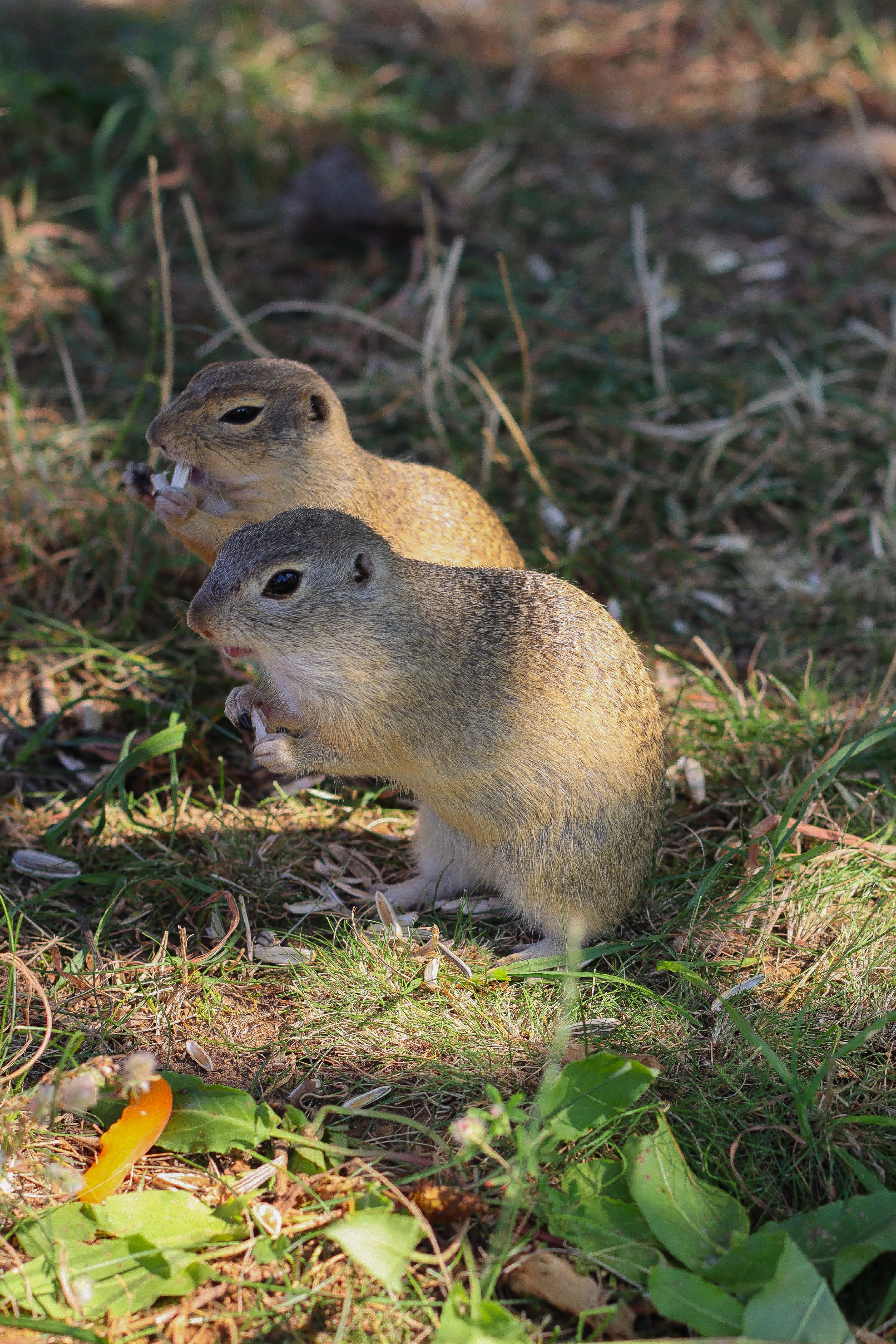 Two Ground Squirrels in Nature Eating · Free Stock Photo