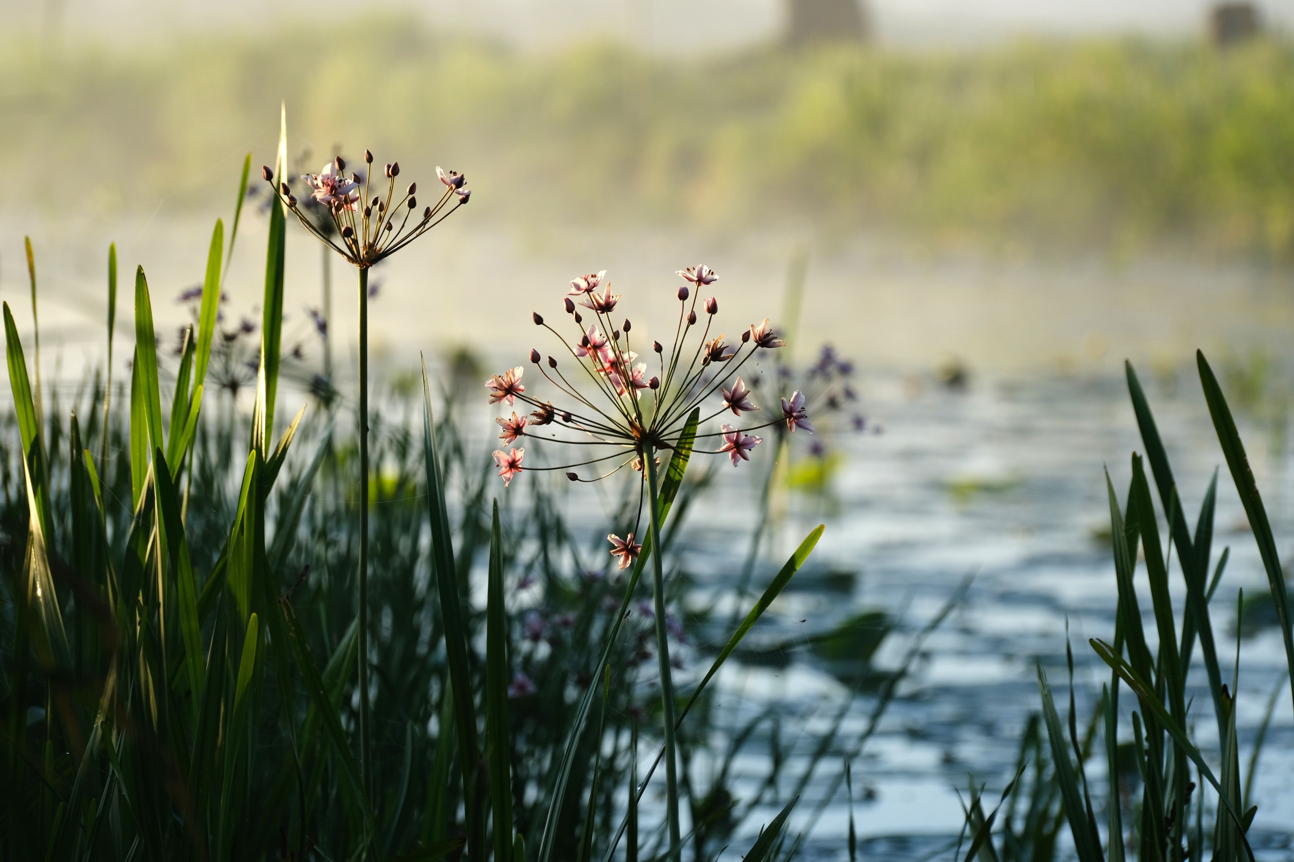 Serene Lakeside Flowers in Morning Light · Free Stock Photo