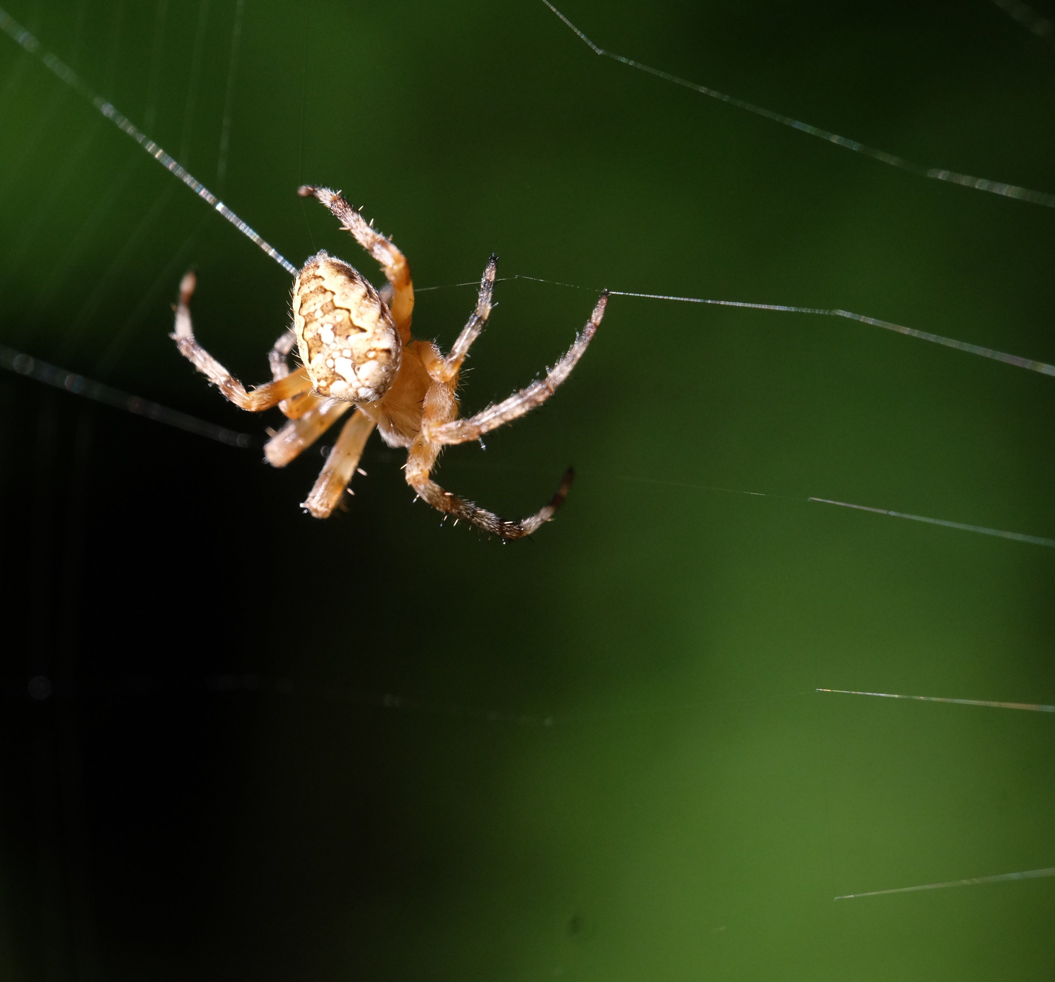 Closeup Photography of Argiope Spider on Web · Free Stock Photo
