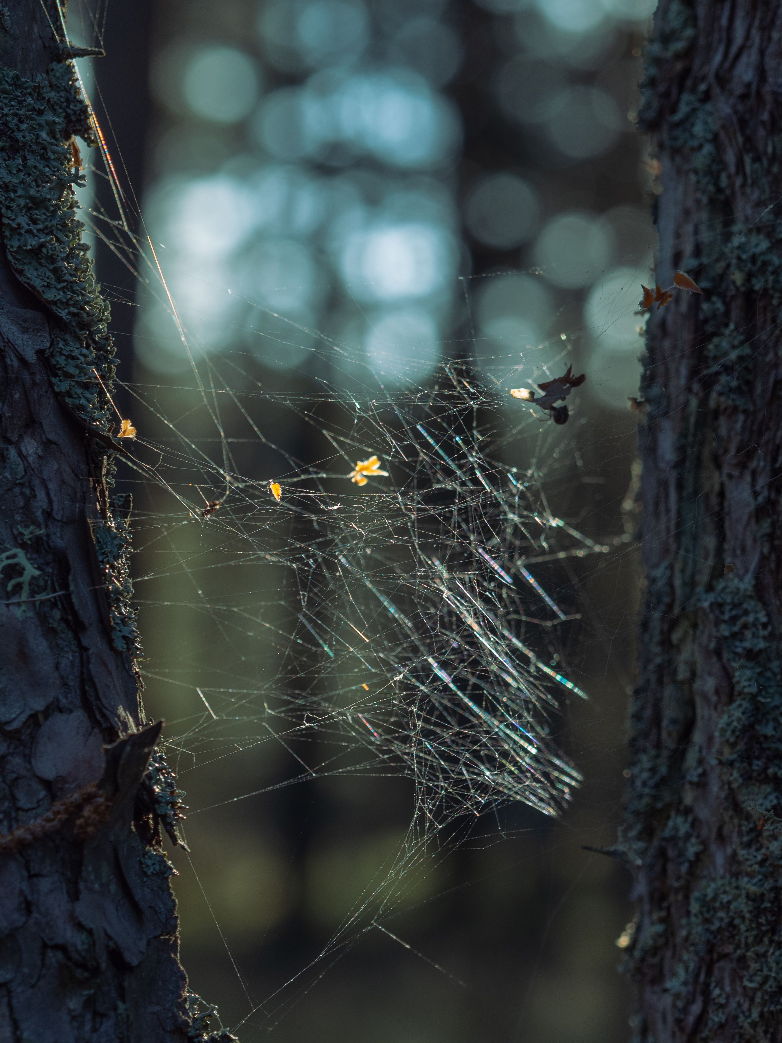 Spider Web Scene