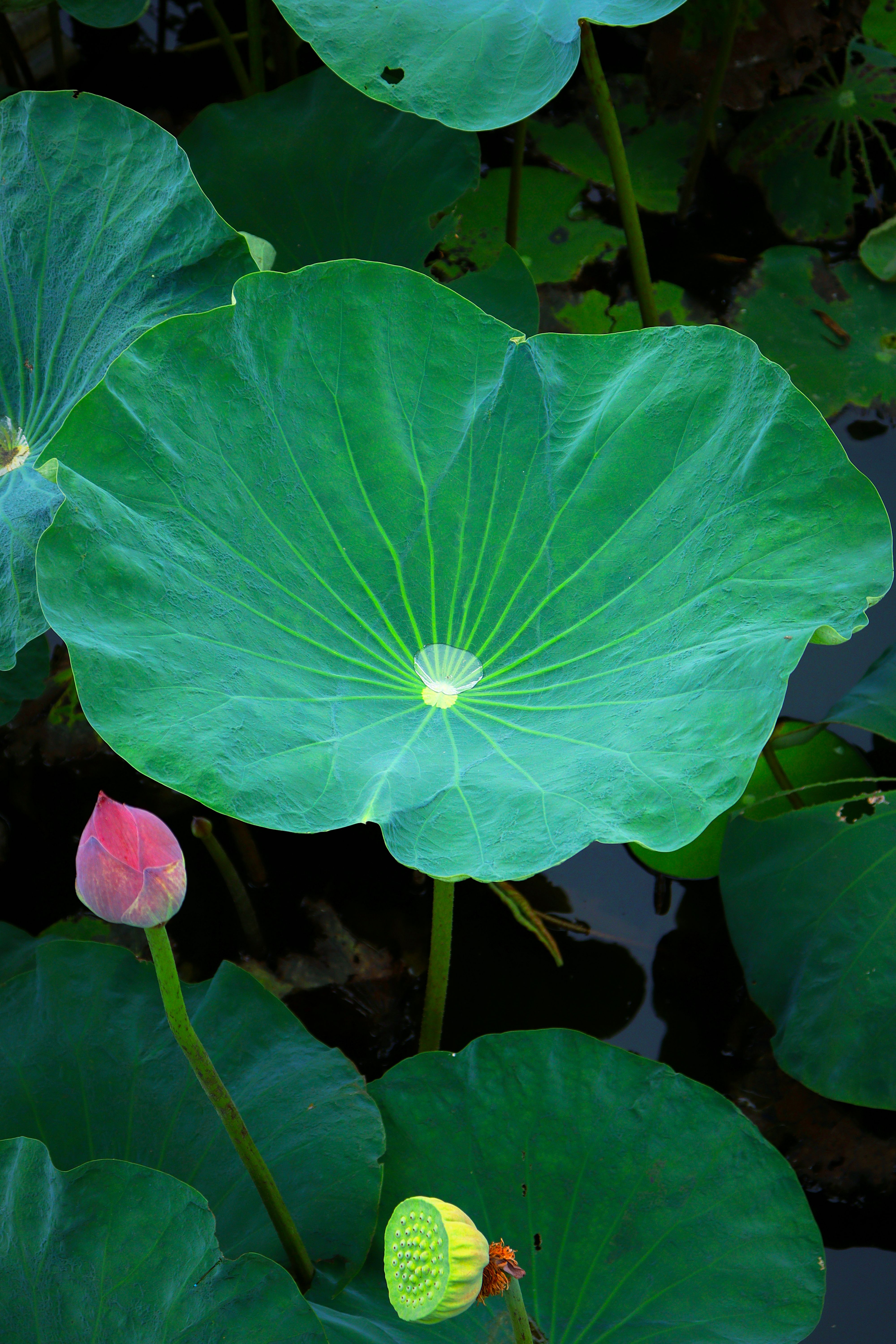 Close-up of Vibrant Lotus Leaves and Bud · Free Stock Photo