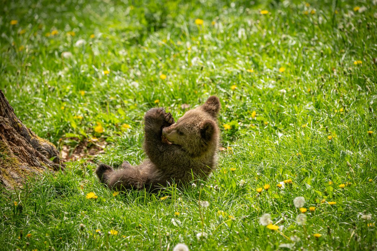 10,000+ Best Bear Photos · 100% Free Download · Pexels Stock Photos