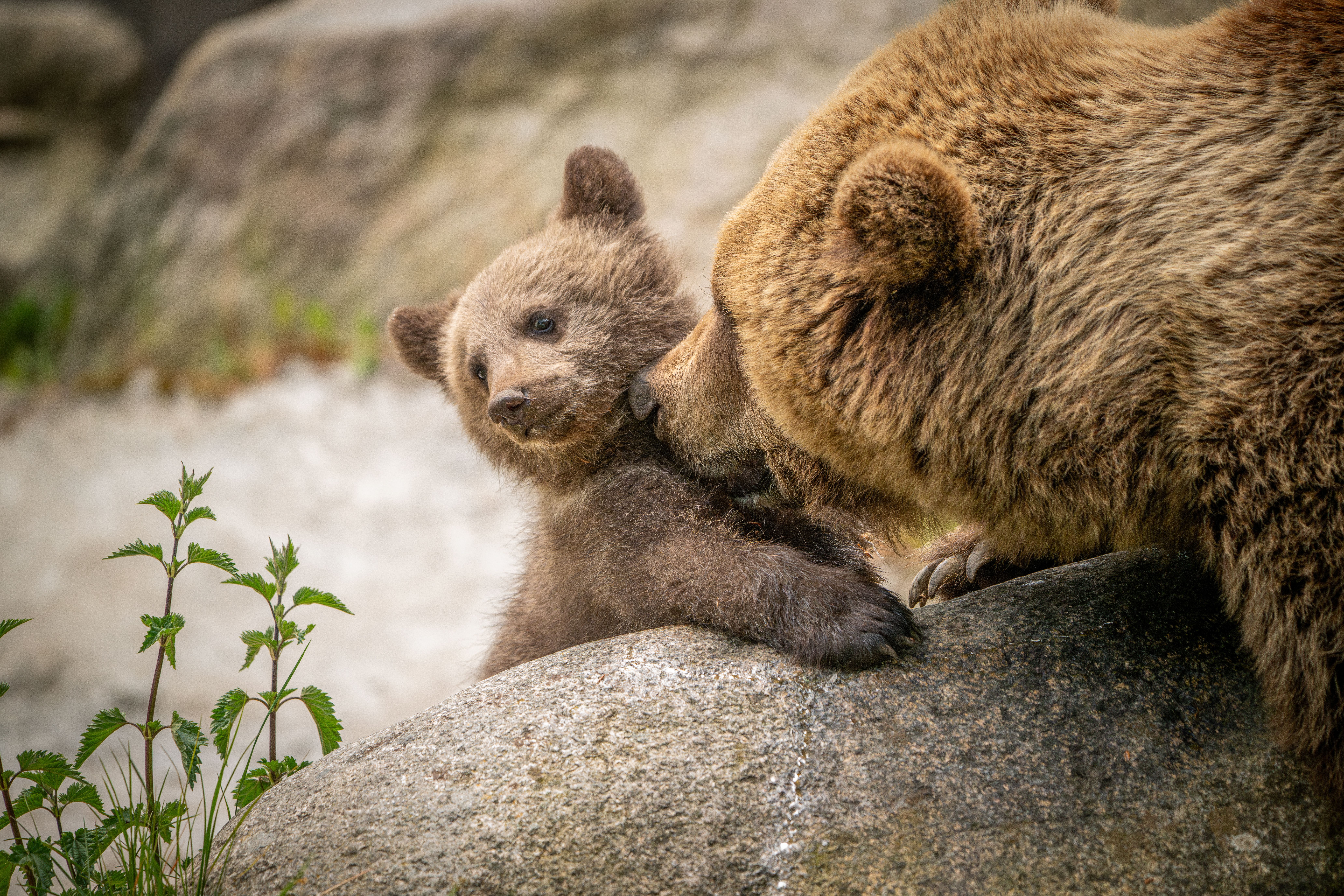 Heartwarming Brown Bear Mother and Cub Interaction · Free Stock Photo