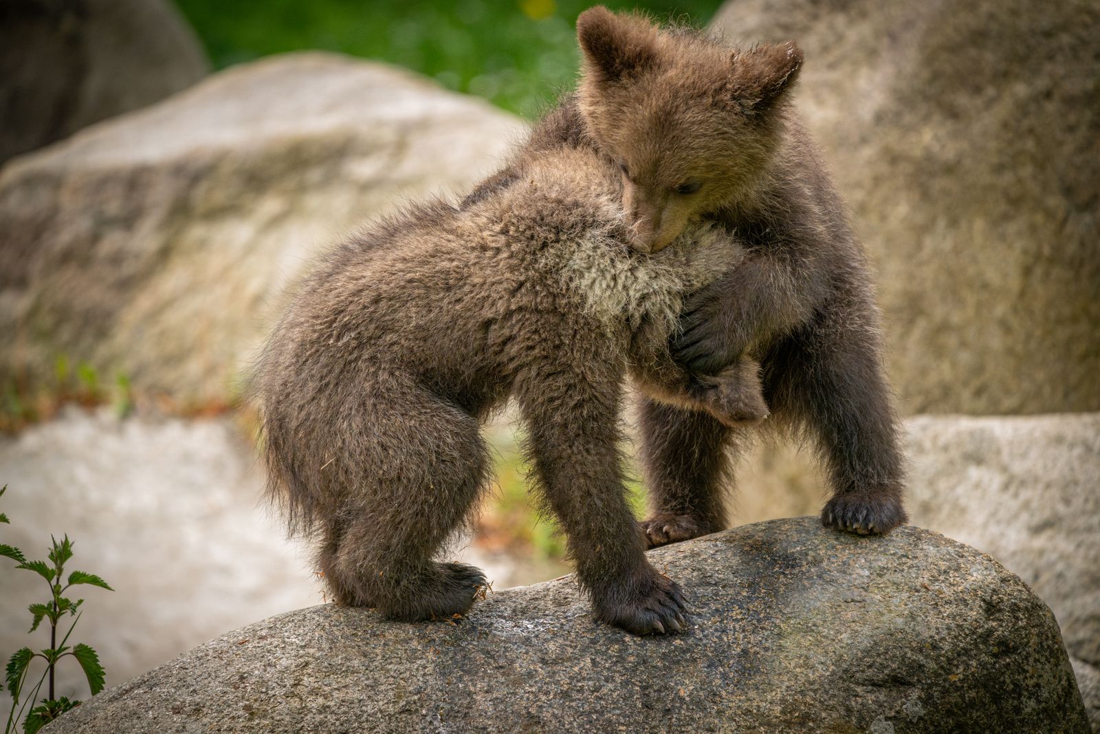 10,000+ Best Bear Photos · 100% Free Download · Pexels Stock Photos