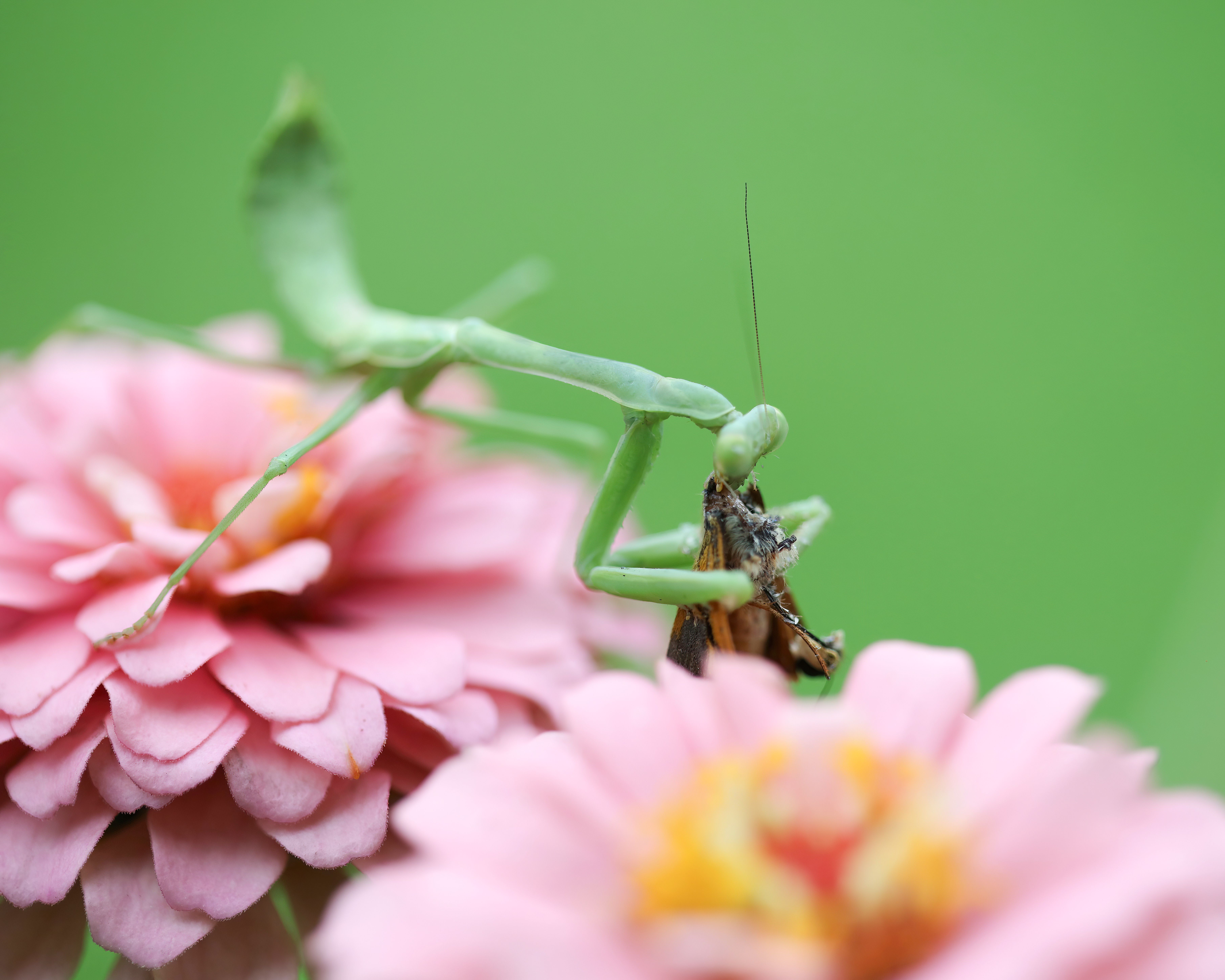 Info on Praying Mantises: Habitat, Predators, Conservation